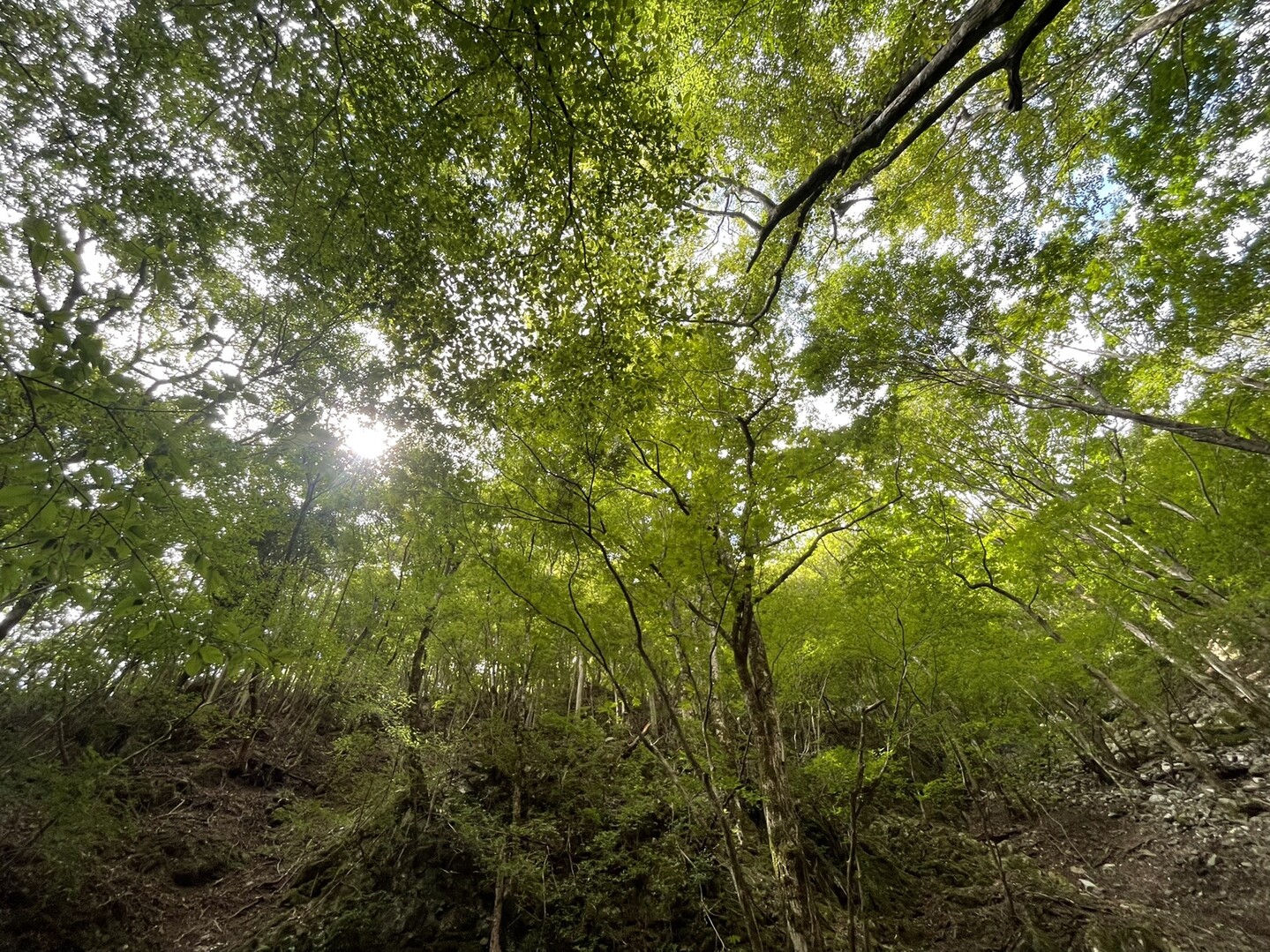 R4 沢登り⑥ 巨人スー現るワナバノ谷 ️ / さとちゃん(iotan)さんの向坂山・三方山・天主山の活動データ | YAMAP / ヤマップ