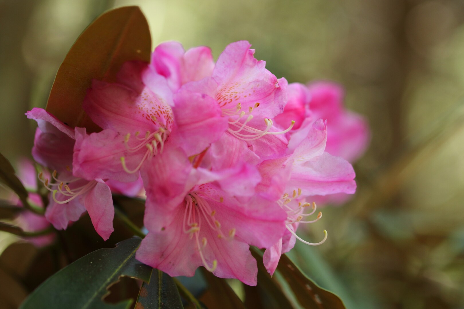 千曲川源流とシャクナゲトンネルを巡る甲武信ヶ岳 / nkakさんの甲武信ヶ岳の活動データ | YAMAP / ヤマップ