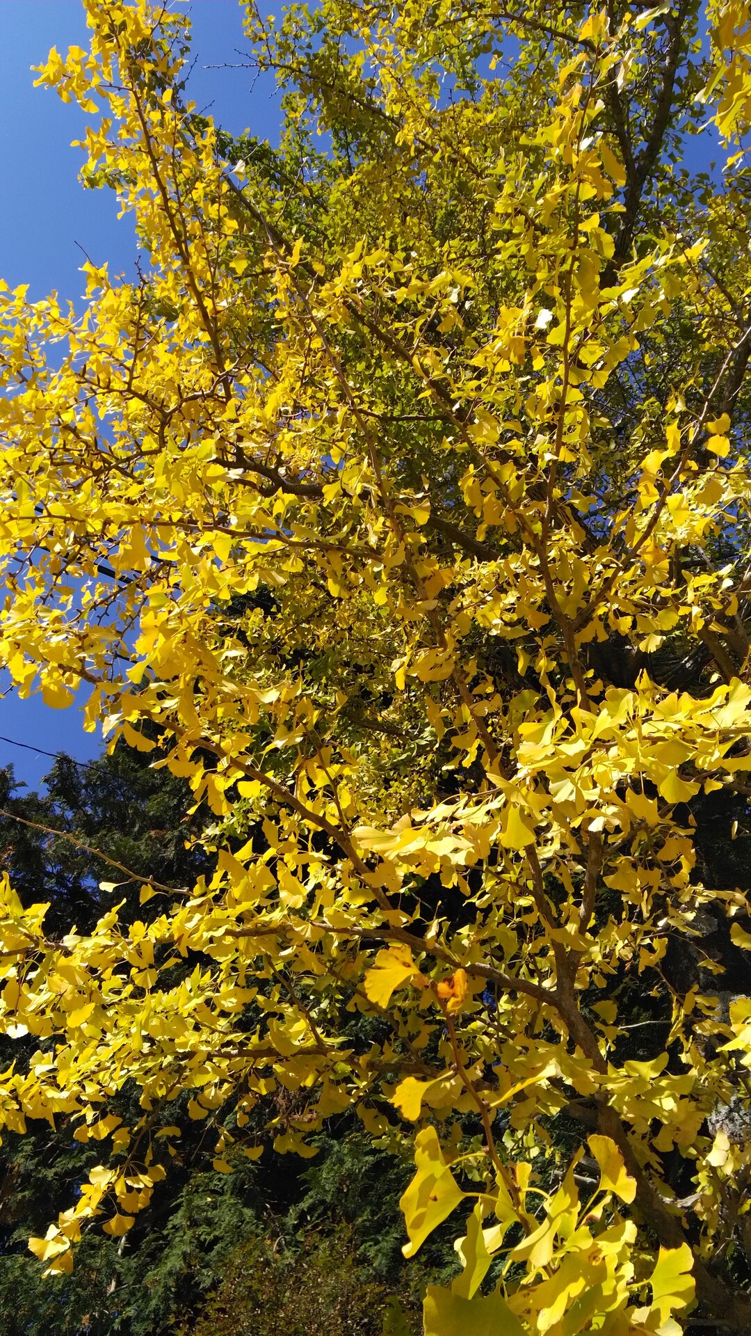 山友を偲ぶ② 長水山-2019-11-09 / 赤い車P2さんの長水山・水剣山・水剣槍の活動データ | YAMAP / ヤマップ