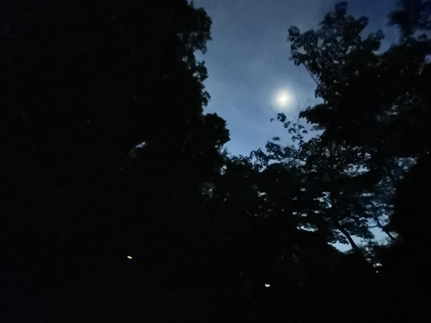 夏は夜。月のころはさらなり、闇もなほ、ほ... / ayanonさんのモーメント | YAMAP / ヤマップ