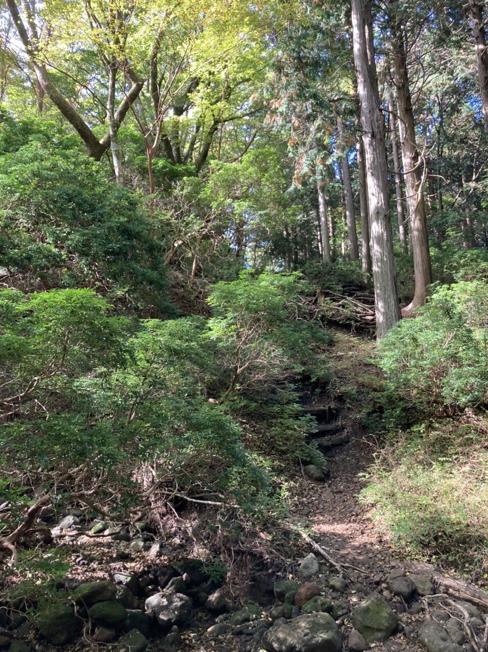 万二郎岳天城山・万三郎岳天城山 藻っくんさんの天城山・鉢ノ山・三筋山の活動データ Yamap ヤマップ