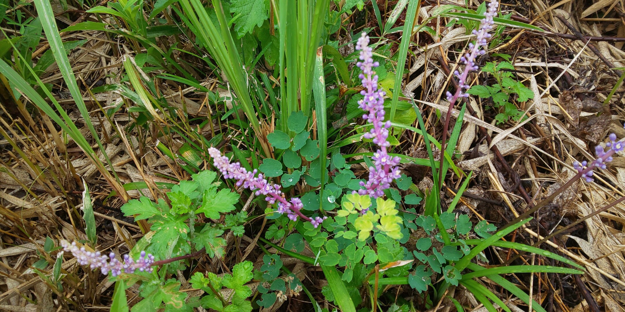 雨上がりの六ヶ岳 / k339さんの六ヶ岳の活動データ | YAMAP / ヤマップ