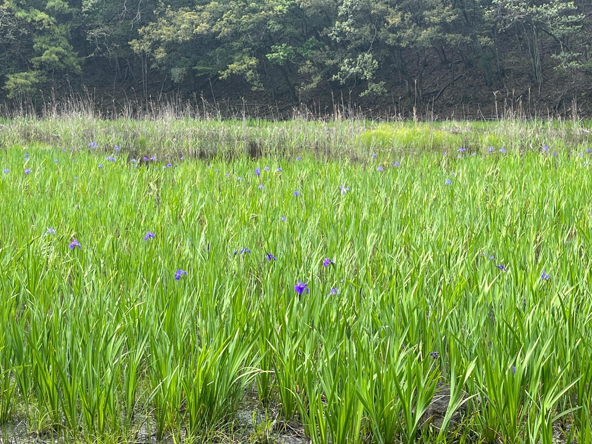 黒沢山(和歌山県海南市) / do-yanさんの生石ヶ峰・生石高原の活動データ | YAMAP / ヤマップ
