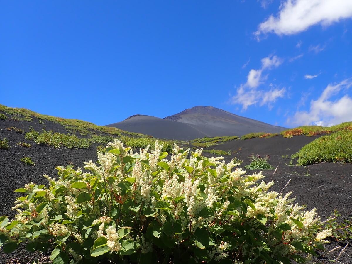富士山双子山 / kumomaさんの富士山の活動データ | YAMAP / ヤマップ