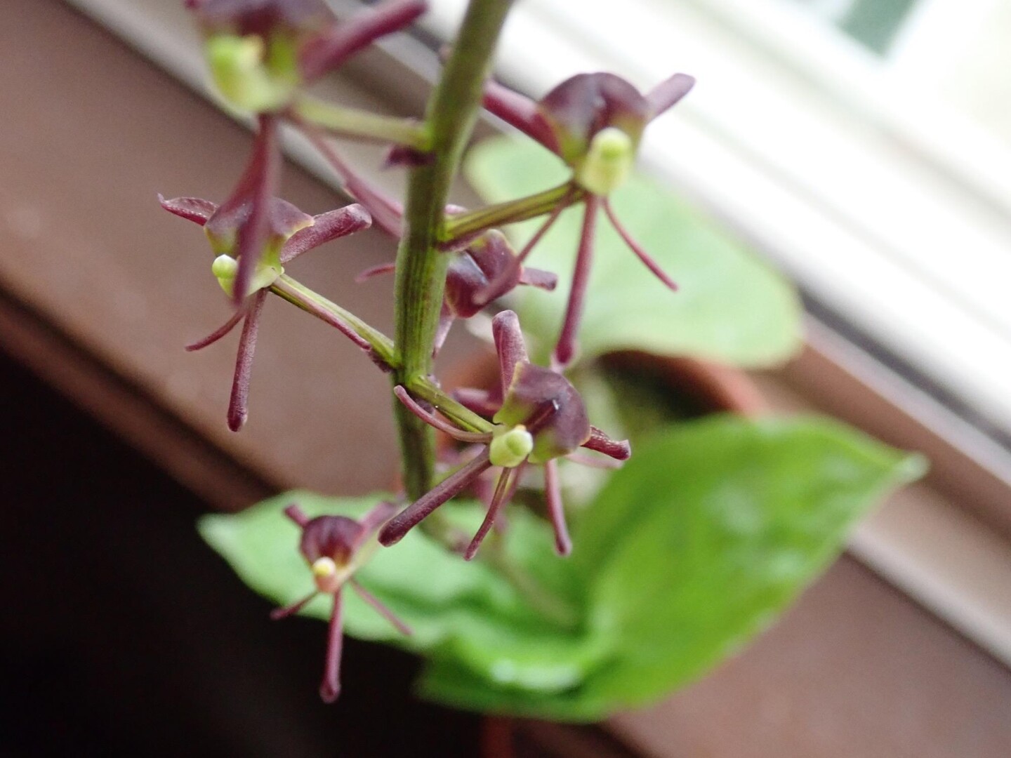 家のコクラン(1、2枚目)。去年採集した... / S/Kyさんのモーメント | YAMAP / ヤマップ