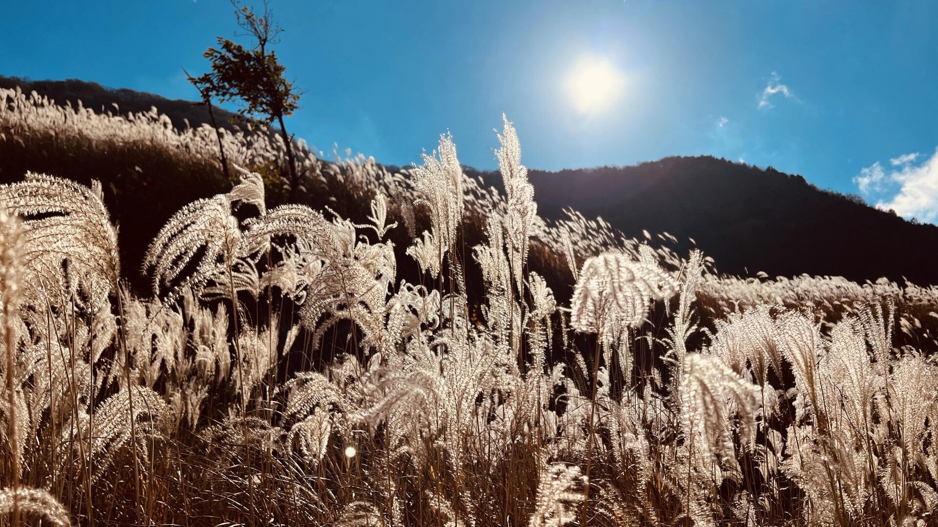 3.DAY SENGOKU KOUGEN / Benjino ベンジーノさんの箱根山・神山の活動データ | YAMAP / ヤマップ