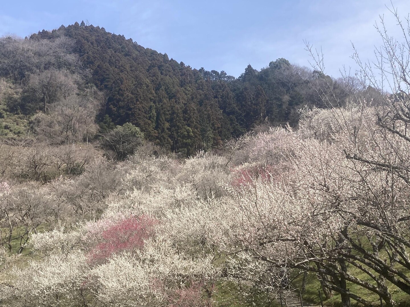 高尾の木下沢梅園にて。3年越しで満開の時... / cyさんのモーメント | YAMAP / ヤマップ