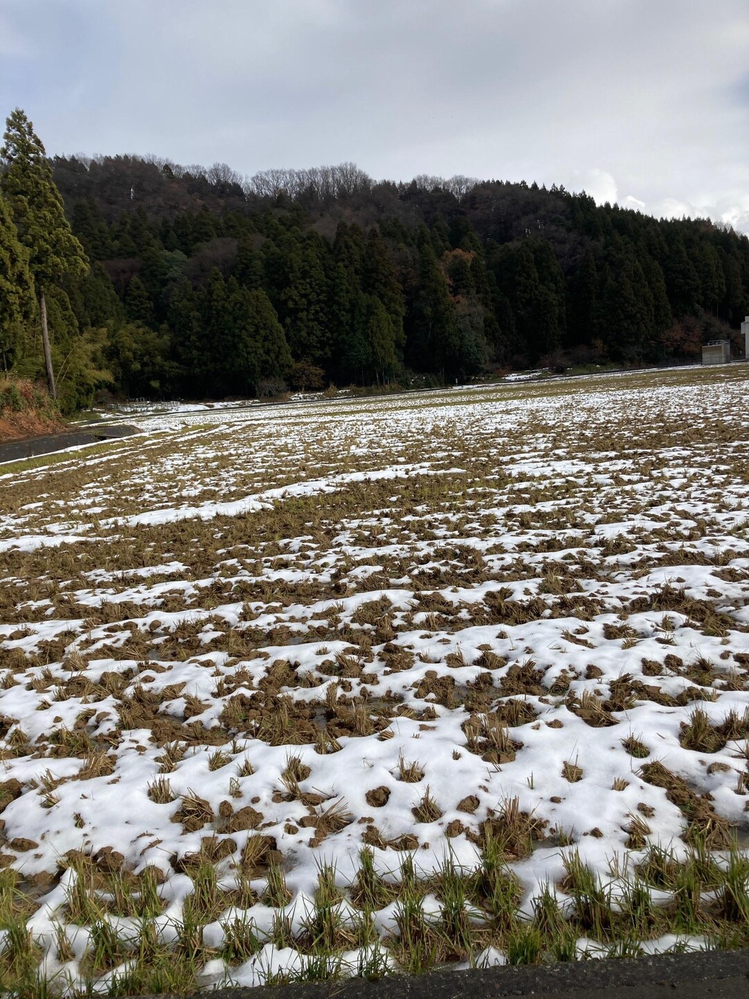 冬のウォーキング12/26 / A K A R Iさんのウォーキングの活動データ | YAMAP / ヤマップ