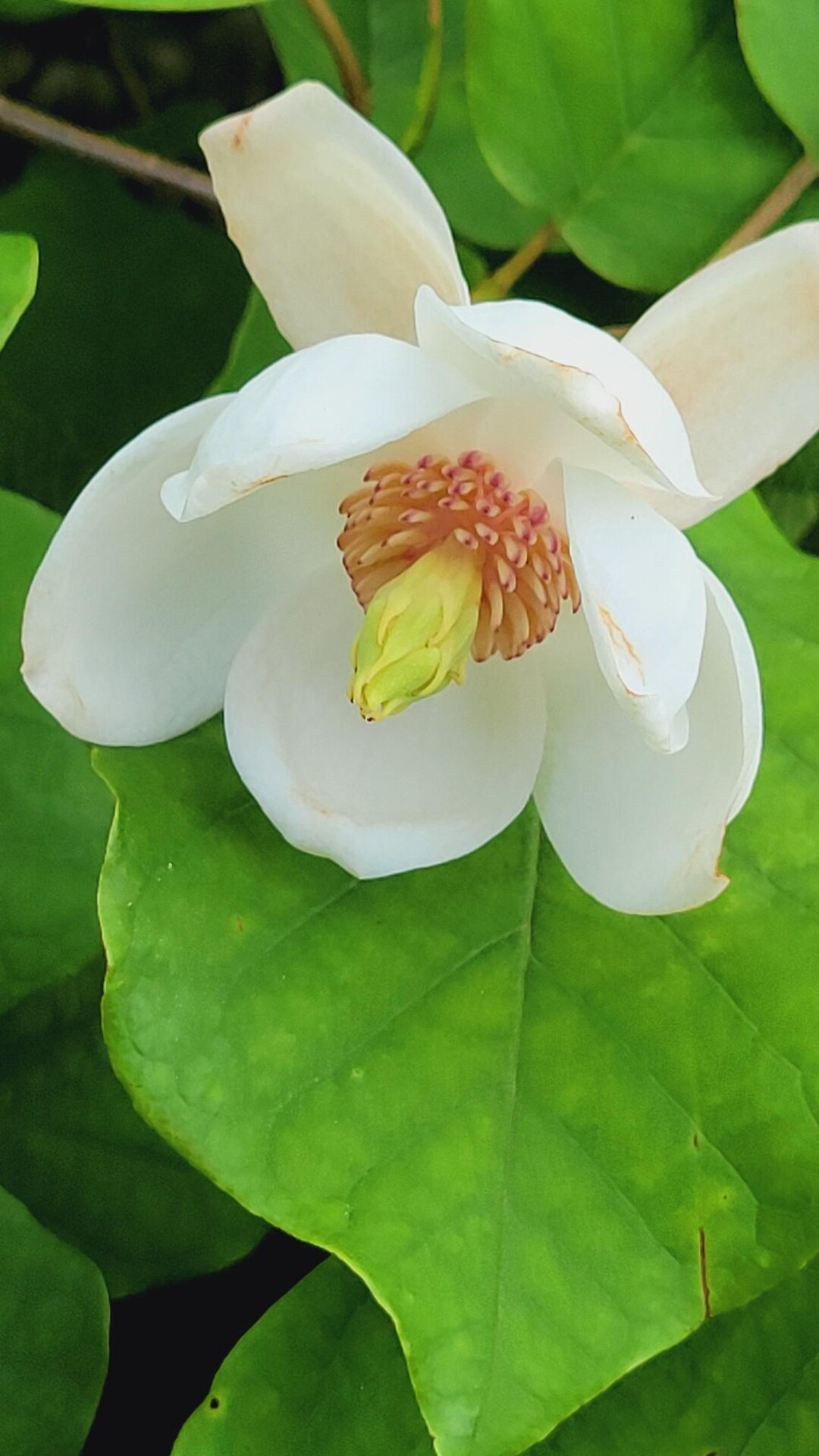 銀杏峯 / yellさんの銀杏峰・部子山の活動日記 | YAMAP / ヤマップ