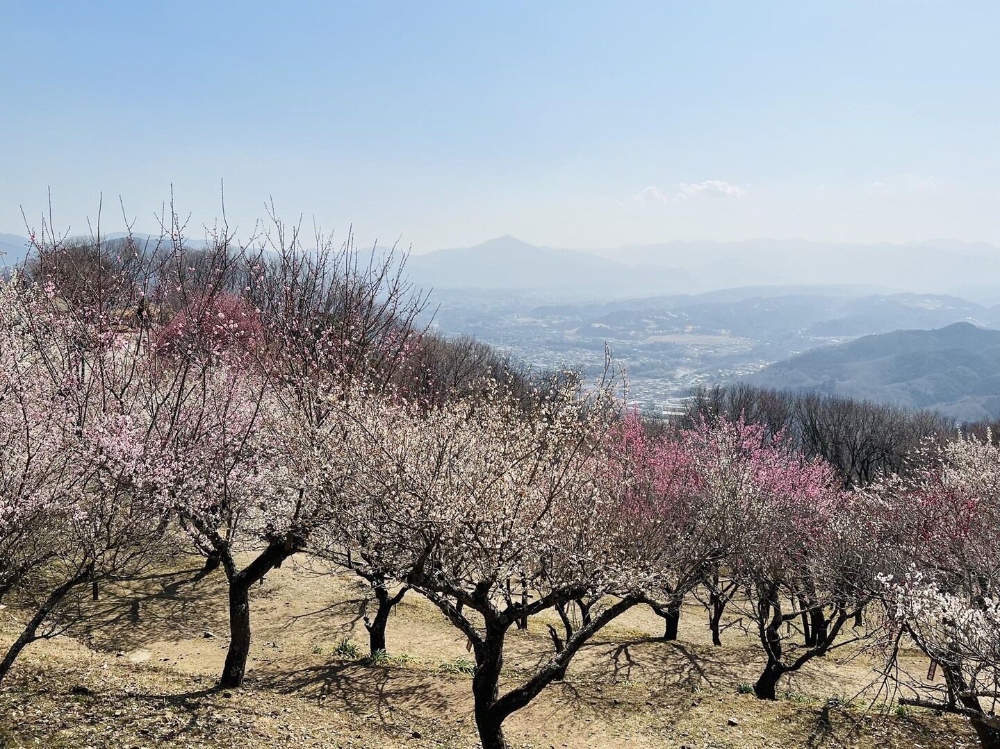 サニーサイド・トレイル〜長瀞アルプス🐾宝登山 / publiusさんの宝登山・長瀞アルプス・不動山・陣見山・鐘撞堂山の活動データ | YAMAP / ヤマップ