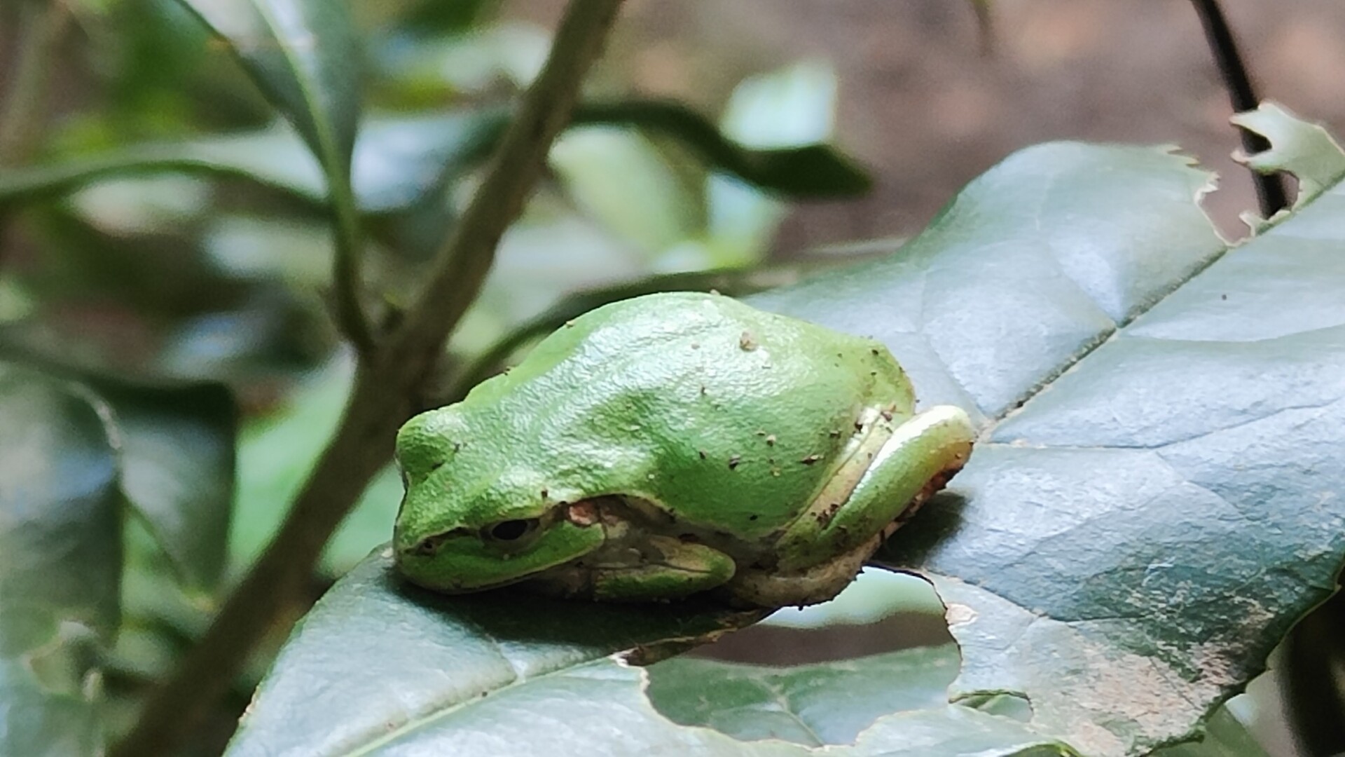 聖峰・高取山 / a-kumaさんの弘法山の活動日記 | YAMAP / ヤマップ