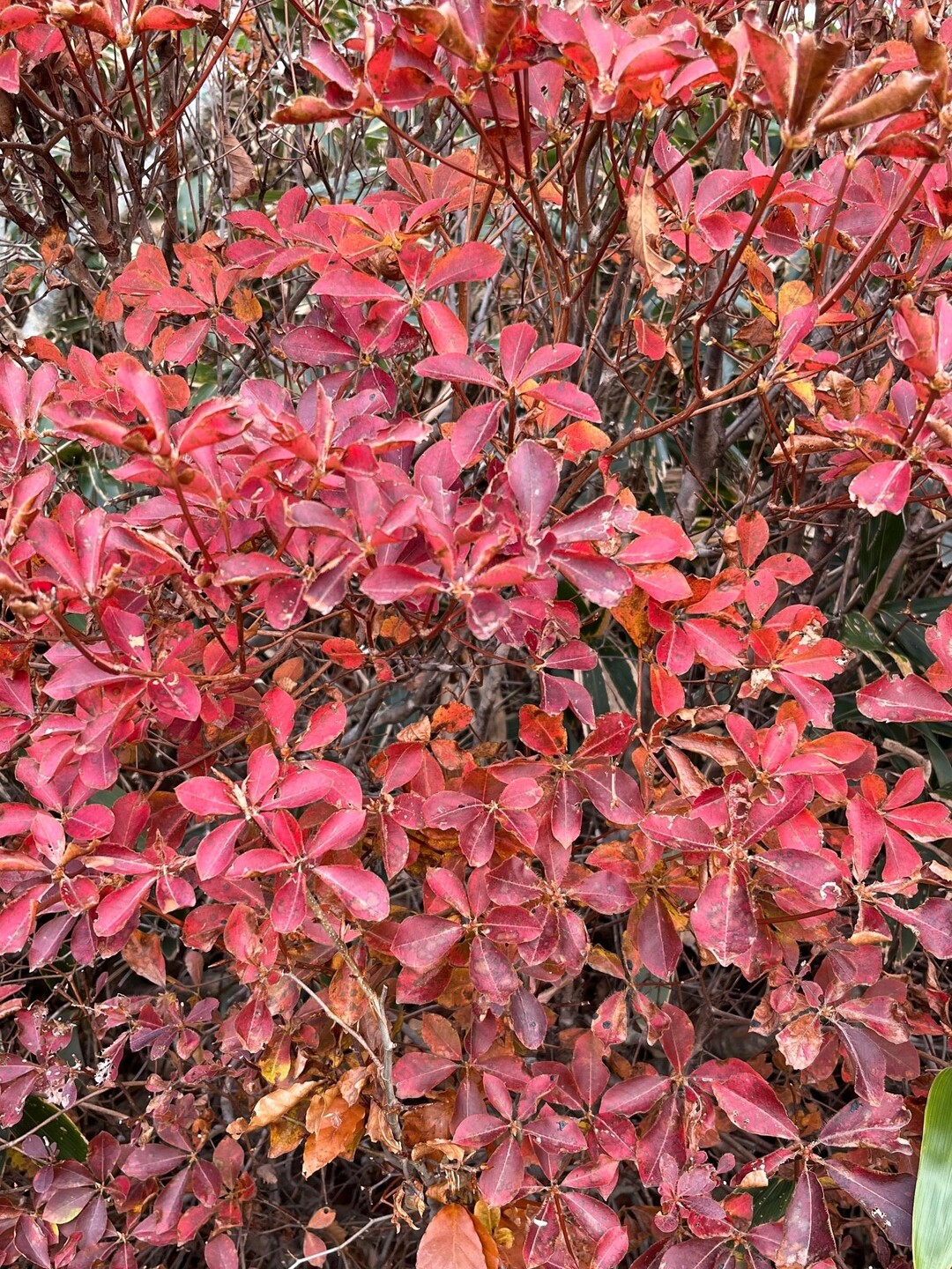 2ヶ月振りの登山です⛰ 昨日は車で車中泊... / kaoruさんのモーメント | YAMAP / ヤマップ