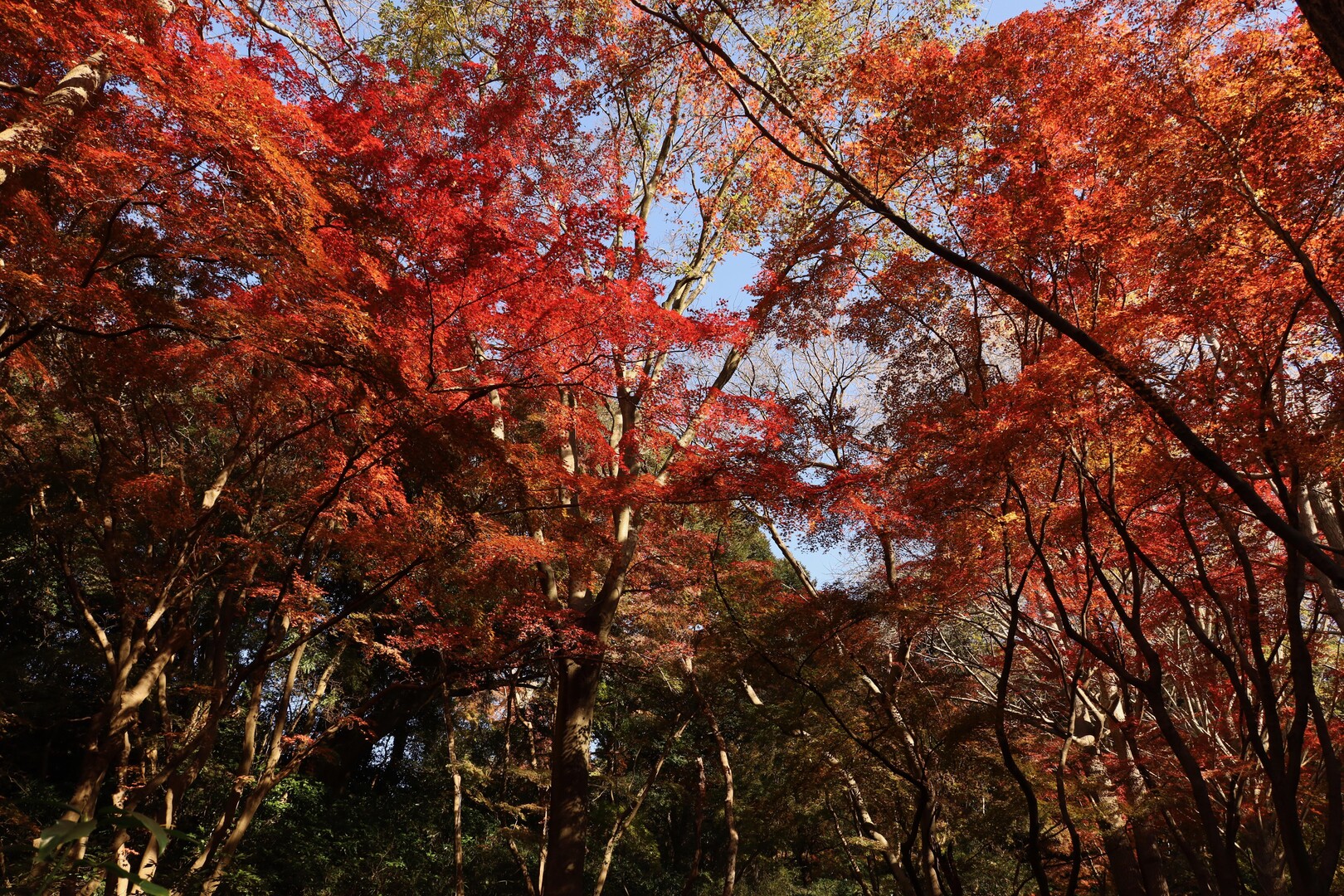 獅子舞〜天園〜葛原岡大仏ハイキングコース / nakameguさんの鎌倉アルプス（大平山・天台山）の活動データ | YAMAP / ヤマップ