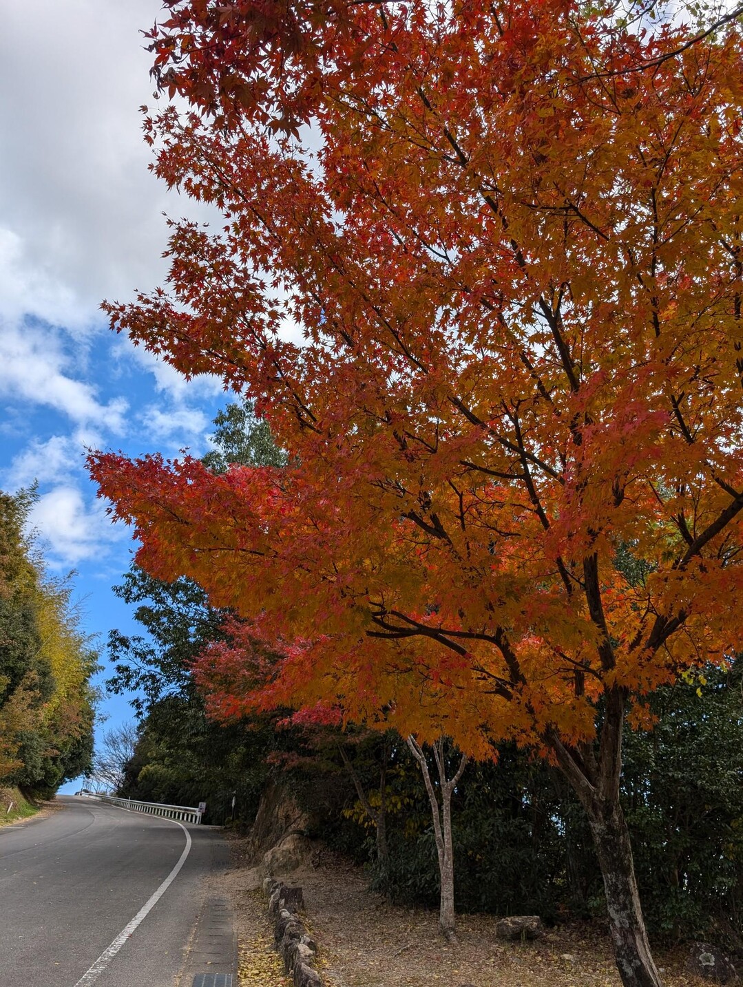 低山ピークハントその4⛰️吾岡山・船岡山 / 🌸マーガレット830🌸さんの五台山・鉢伏山・大平山の活動データ | YAMAP / ヤマップ