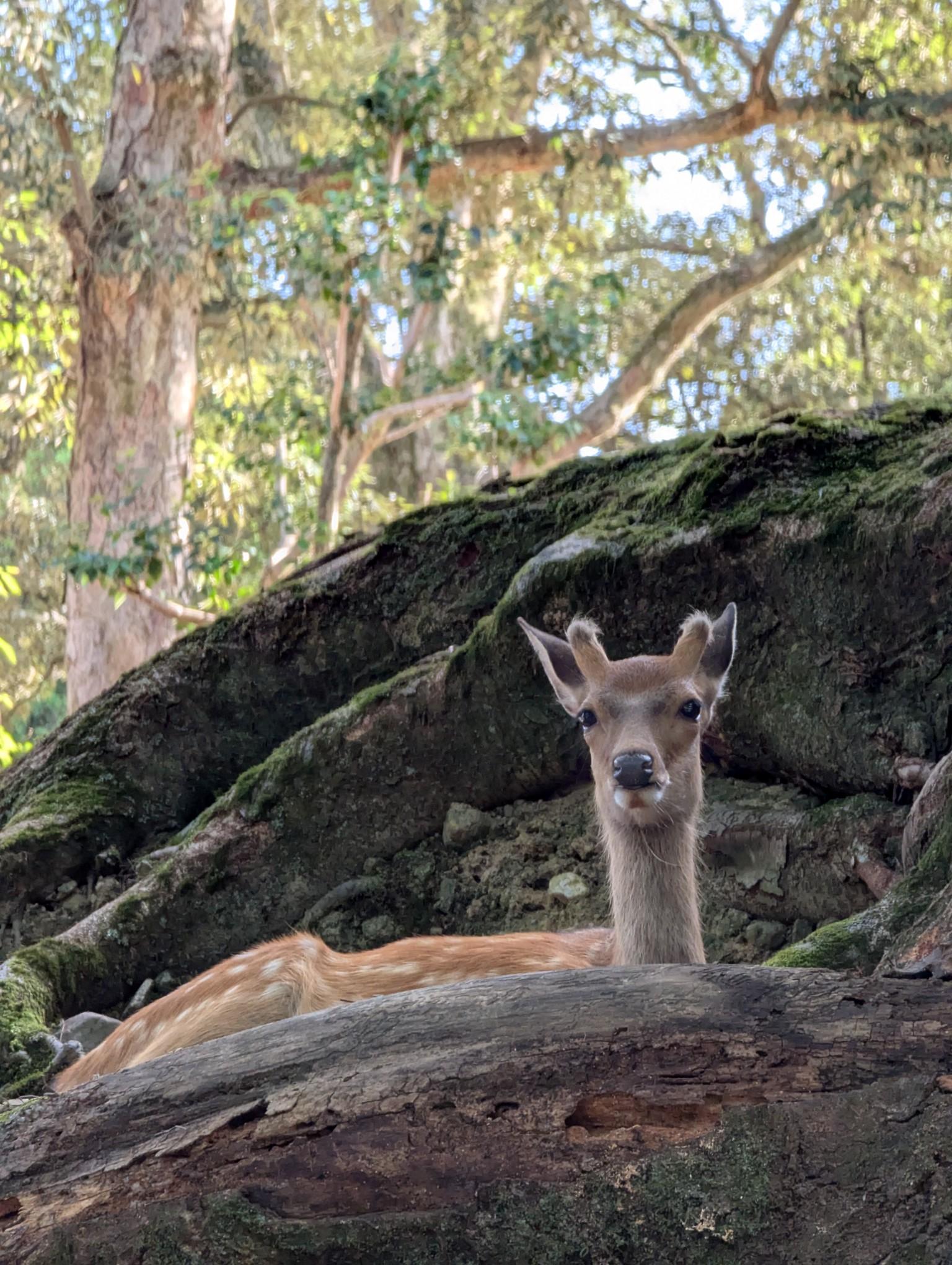 朝活、奈良公園😀 / norinoriウォーキングさんのモーメント | YAMAP / ヤマップ