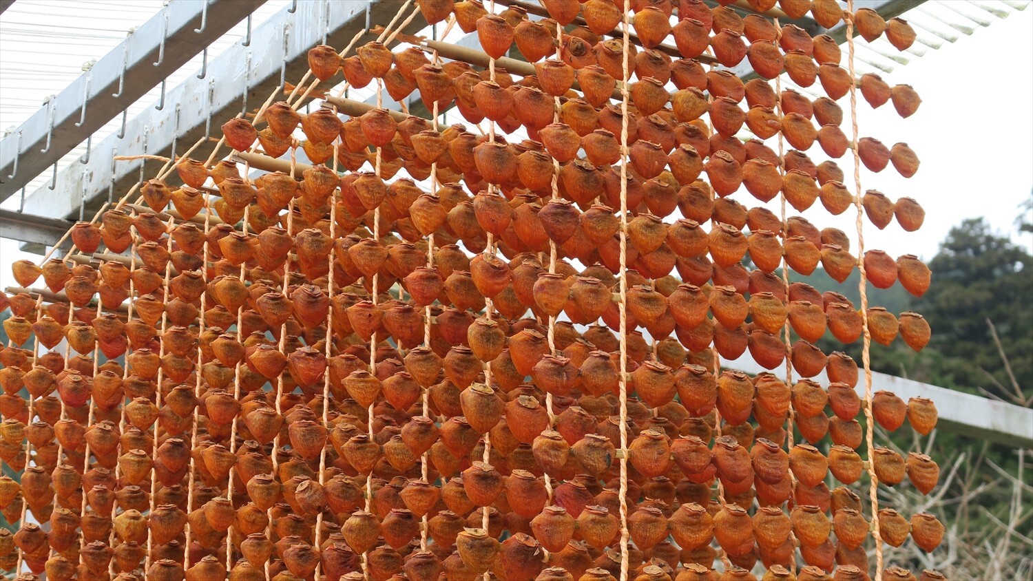 いつもニコニコ仲睦まじく共に白髪の生える... / k (hobo)さんのモーメント | YAMAP / ヤマップ