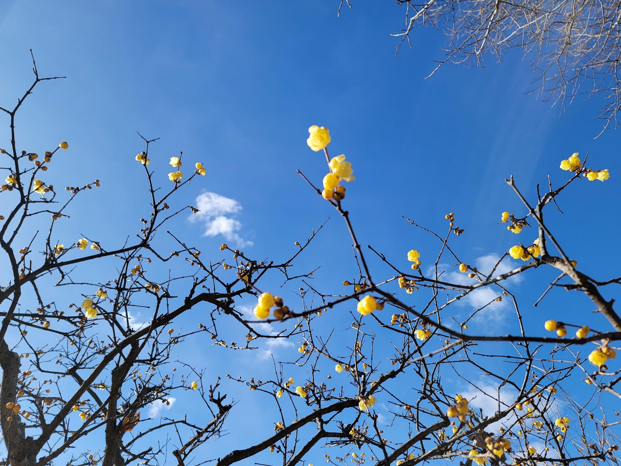 【動画あり】長瀞アルプス周回（宝登山と岩畳） / bigbearさんの宝登山・長瀞アルプス・不動山・陣見山・鐘撞堂山の活動データ | YAMAP / ヤマップ