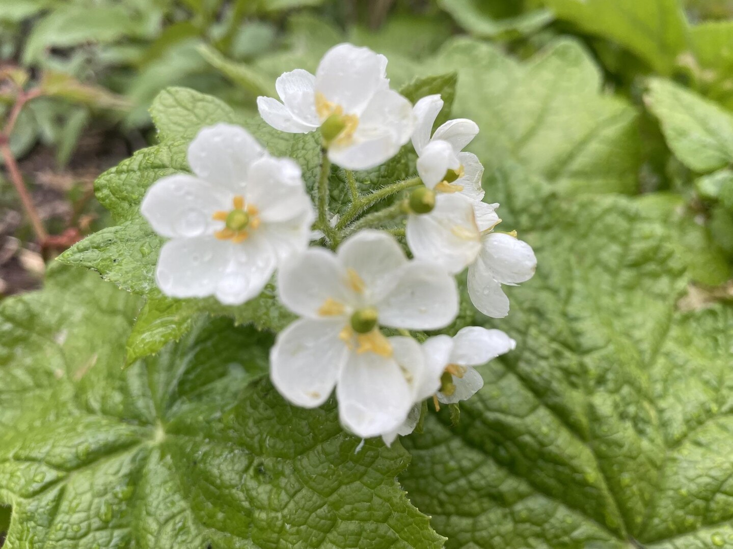 サンカヨウ見れた！ / soraさんの烏ヶ山・象山（笹ヶ峰）の活動データ | YAMAP / ヤマップ