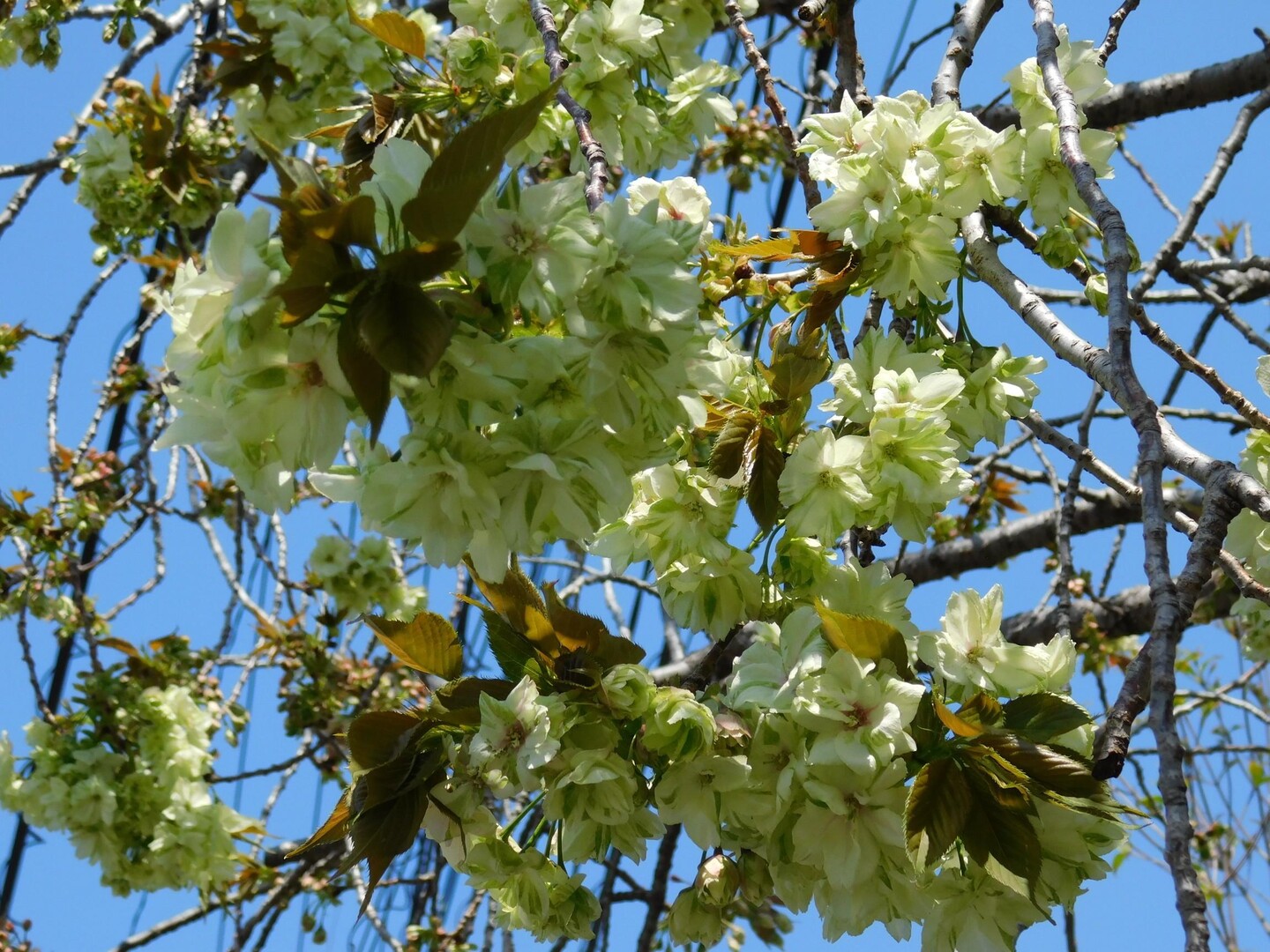 桜🌸櫻🌸サクラ🌺さくら🌼sacra 山オタクさんの佐賀市の活動データ Yamap ヤマップ