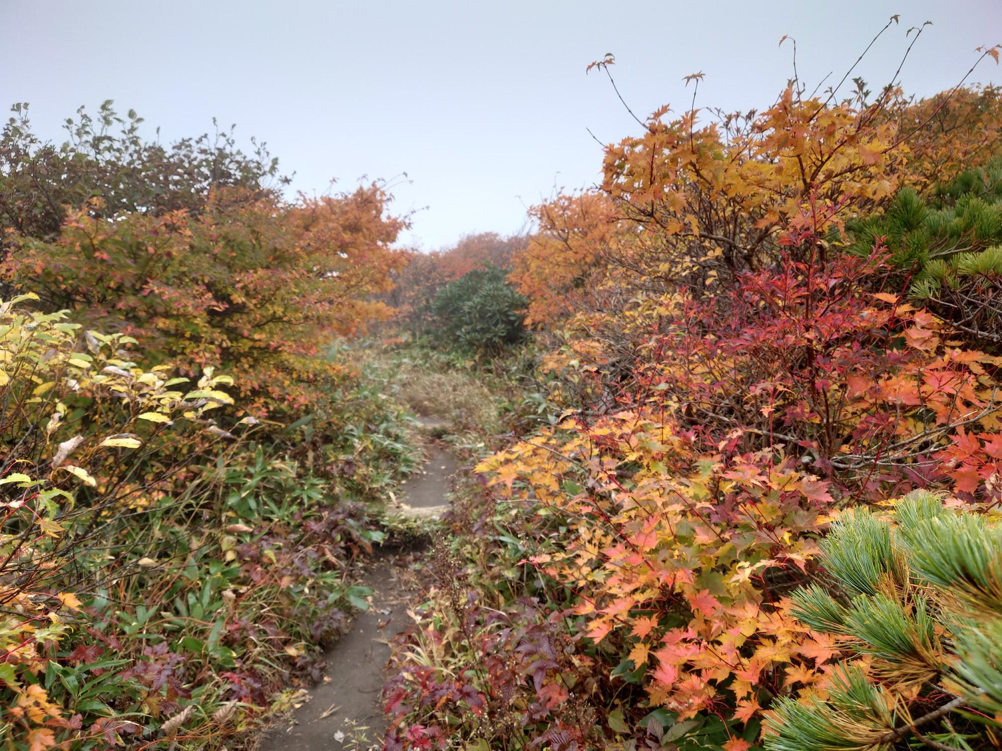 山形遠征 刈田岳・蔵王山(熊野岳)・地蔵岳・三宝荒神山 / のりとしさんの蔵王山・雁戸山・不忘山の活動データ | YAMAP / ヤマップ