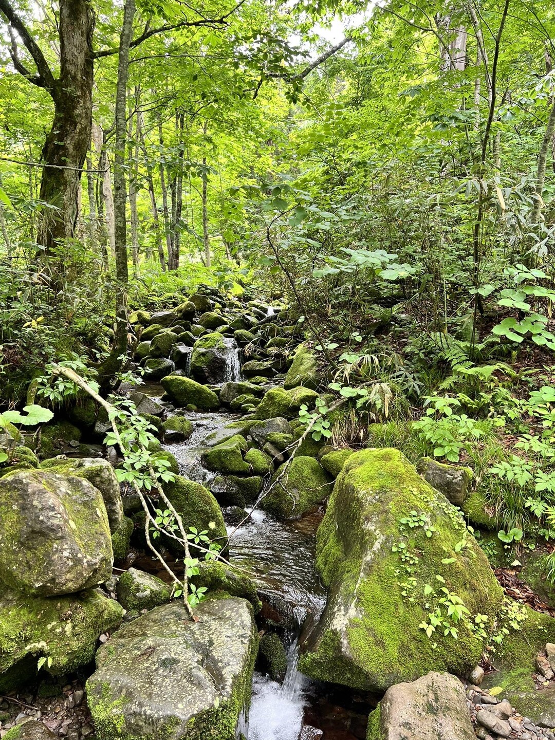 田代岳 / momo猫🐈‍⬛さんの田代岳の活動データ | YAMAP / ヤマップ