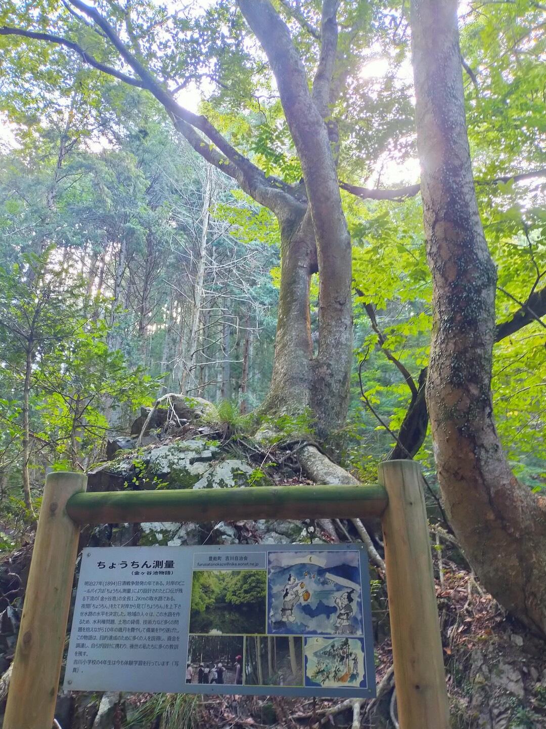 沢沿いを涼しく歩く妙見山 / masaさんの能勢妙見山・歌垣山・天台山の活動データ | YAMAP / ヤマップ