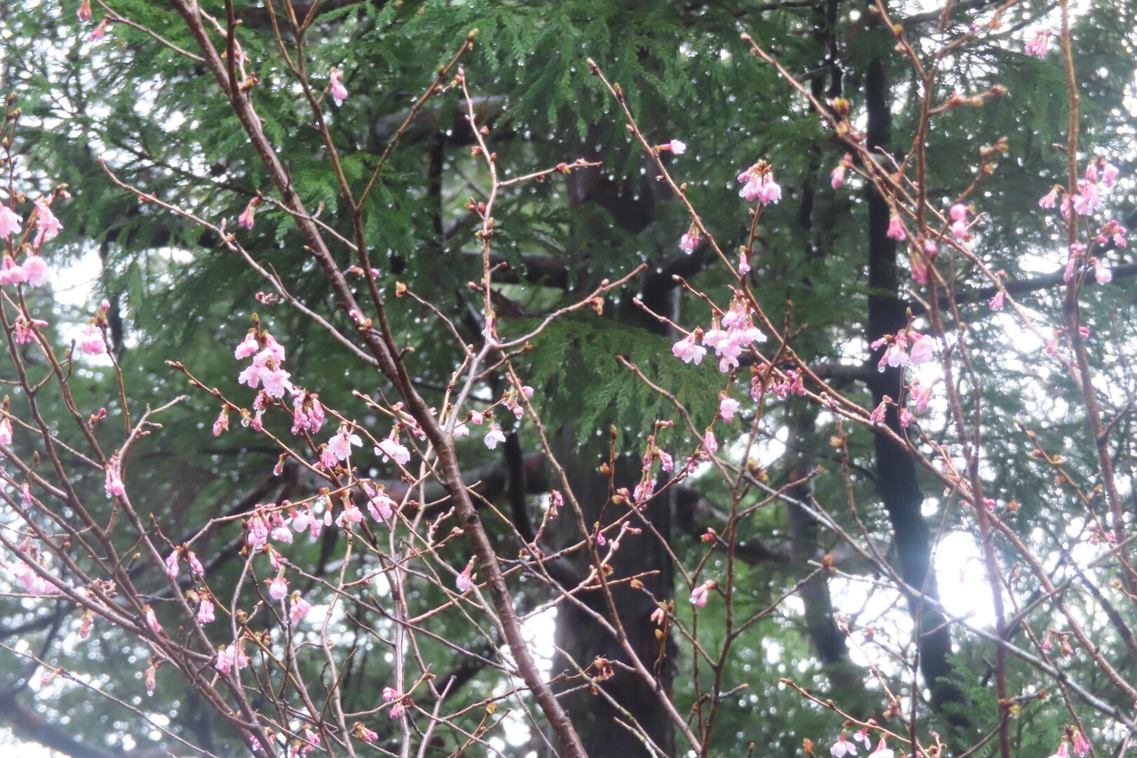 尖山-2024-03-27本道m2-本道r / Tona.Yamahasi.E.Sanpoさんの尖山の活動日記 | YAMAP / ヤマップ