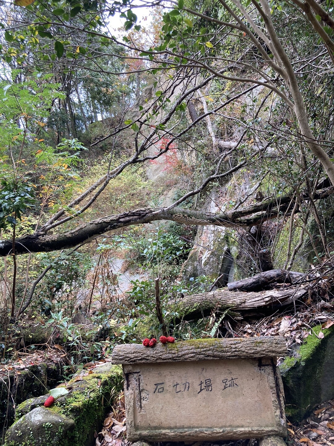 生駒山麓 辻子谷・摂河泉展望 / やーまんさんの登山の活動データ | YAMAP / ヤマップ