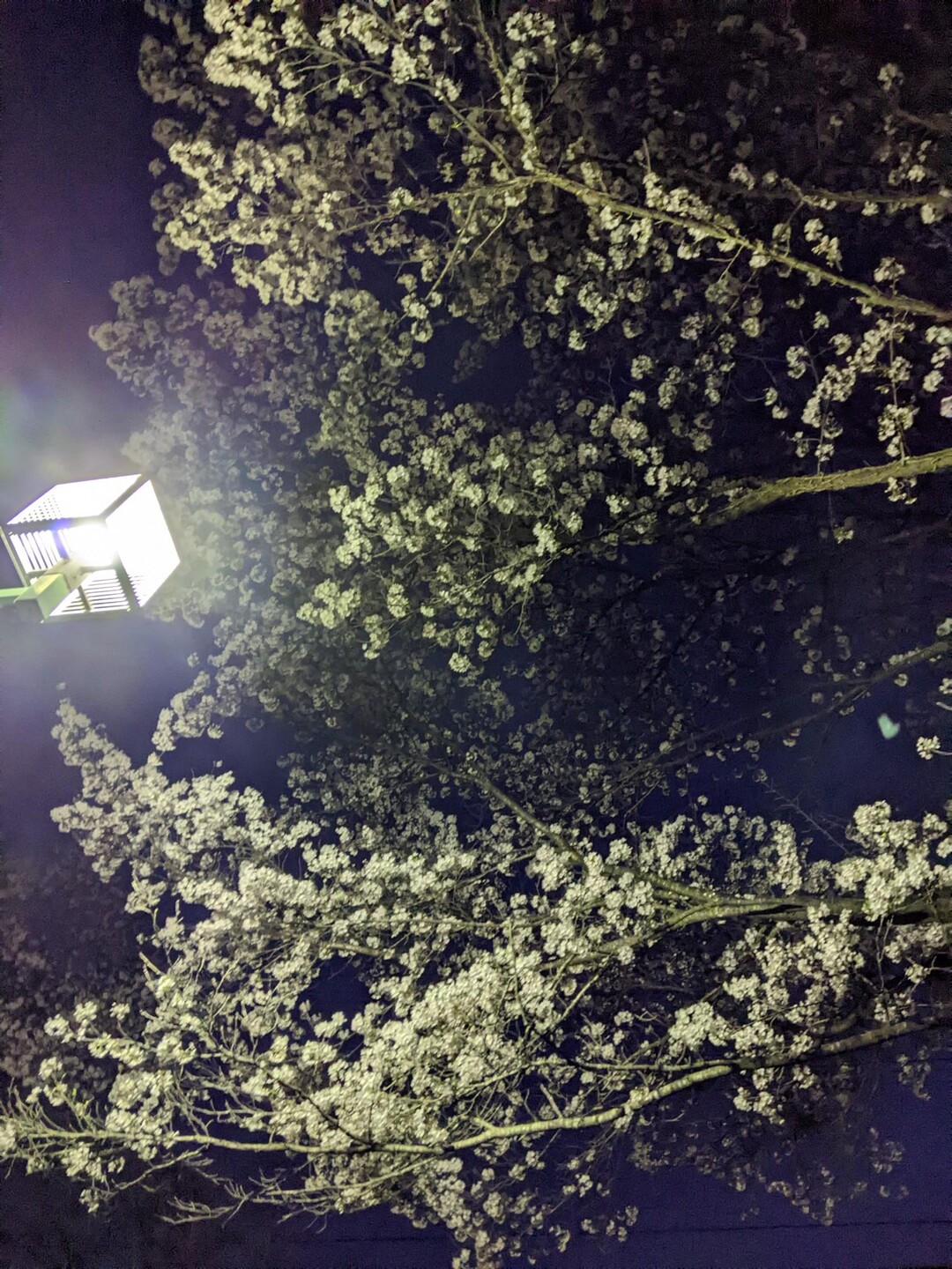 2024.04.11(木) 10:57 / けむしさんのモーメント | YAMAP / ヤマップ