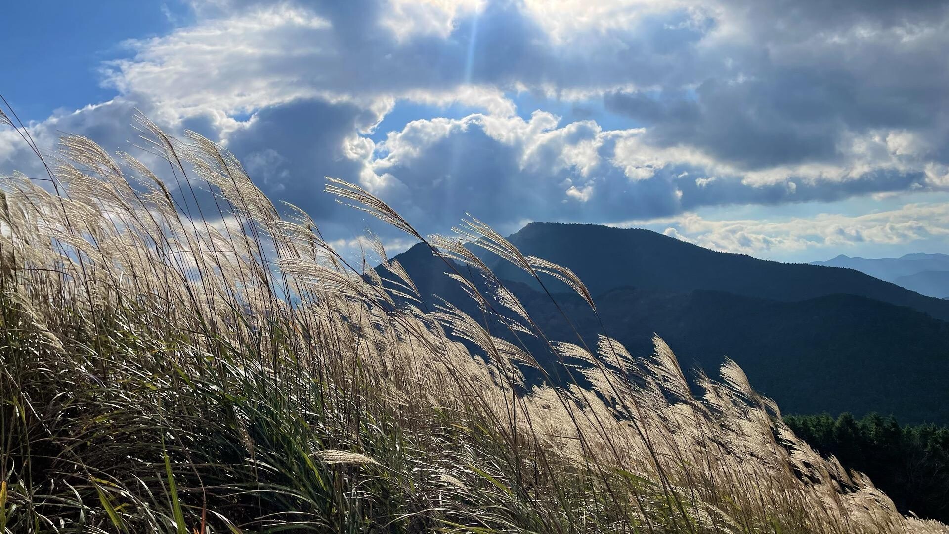 二本ボソ・倶留尊山・亀山 / SKさんの倶留尊山・曽爾高原・古光山の活動データ | YAMAP / ヤマップ