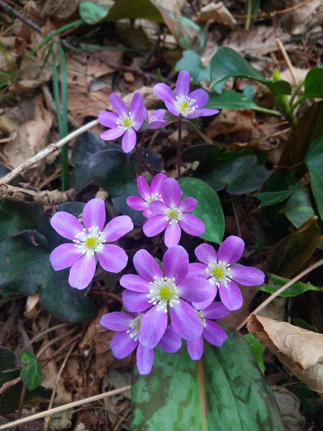 角田山(長者原山) / marykateさんの角田山の活動データ | YAMAP / ヤマップ