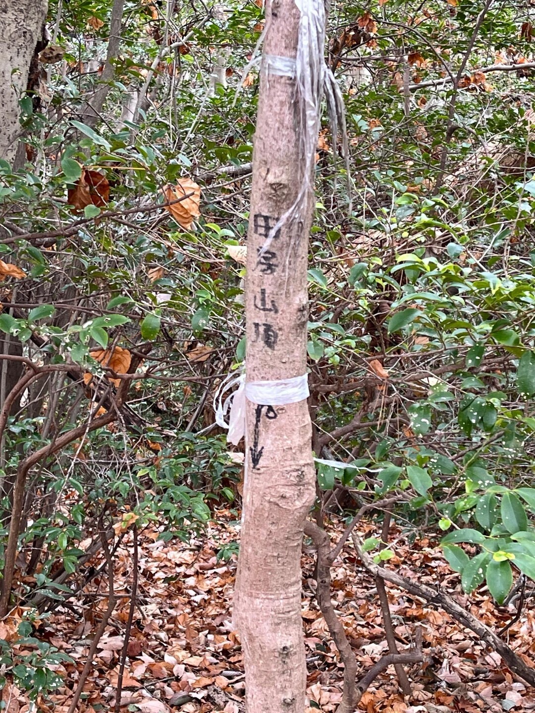 龍王山・田房山 / DC2 野郎さんの龍王山の活動データ | YAMAP / ヤマップ