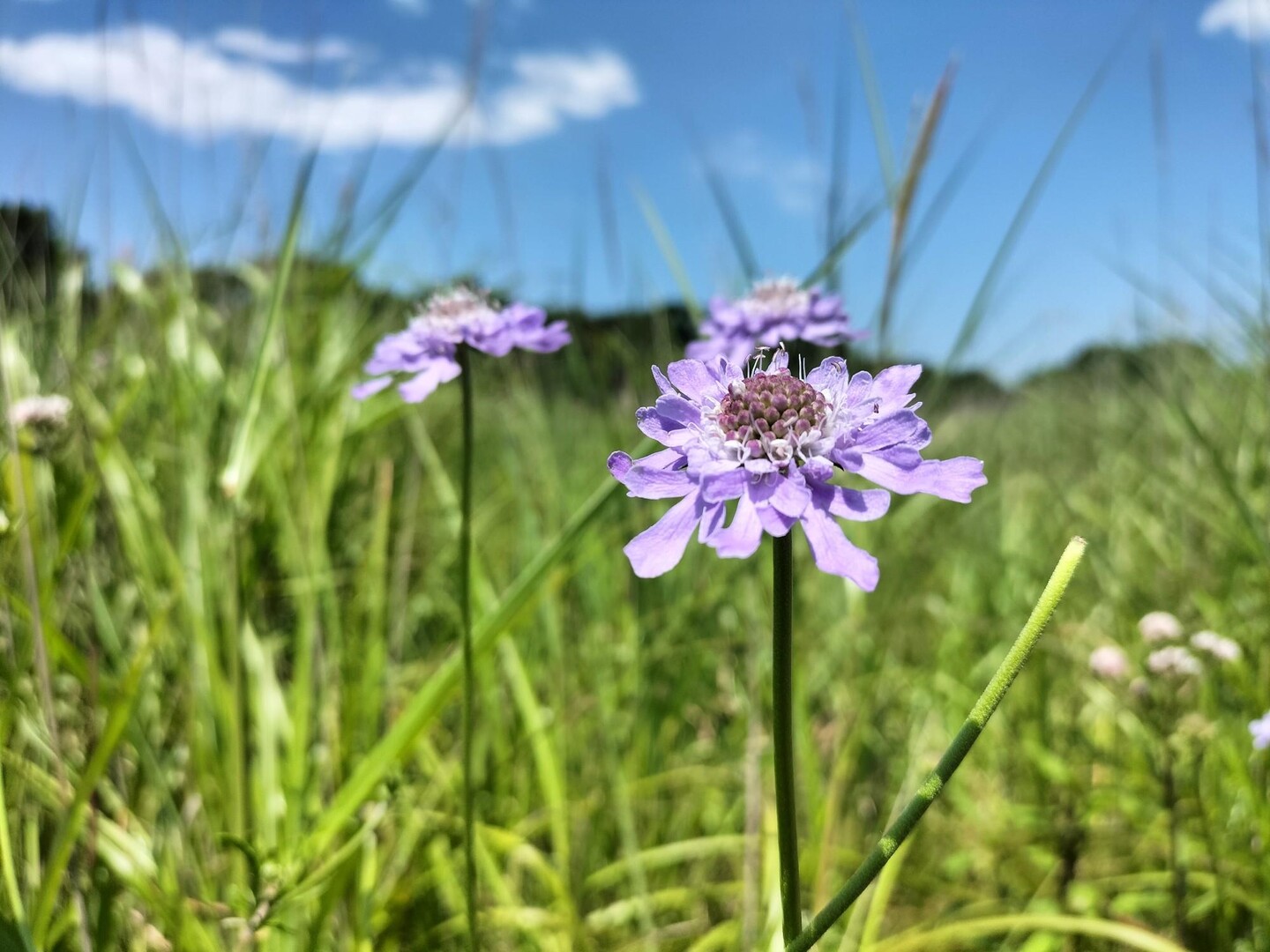 ウォーキング-ユウスゲの道8/05 / 羊太郎さんのウォーキングの活動データ | YAMAP / ヤマップ