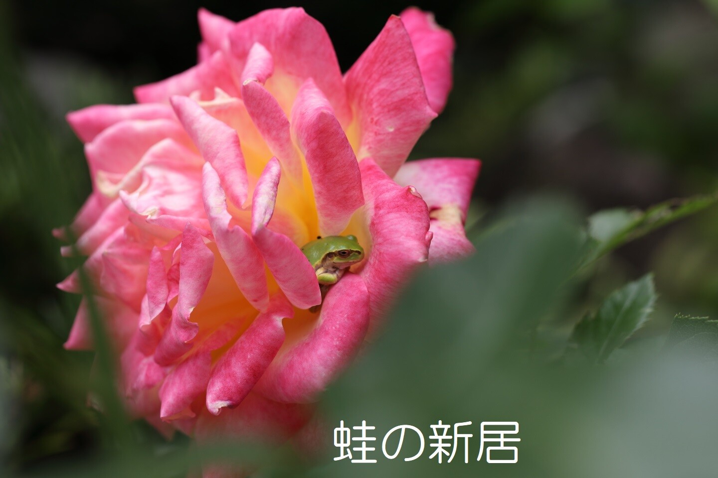 5月10日の庭の花のいいとこ撮り バラが... / miippさんのモーメント | YAMAP / ヤマップ