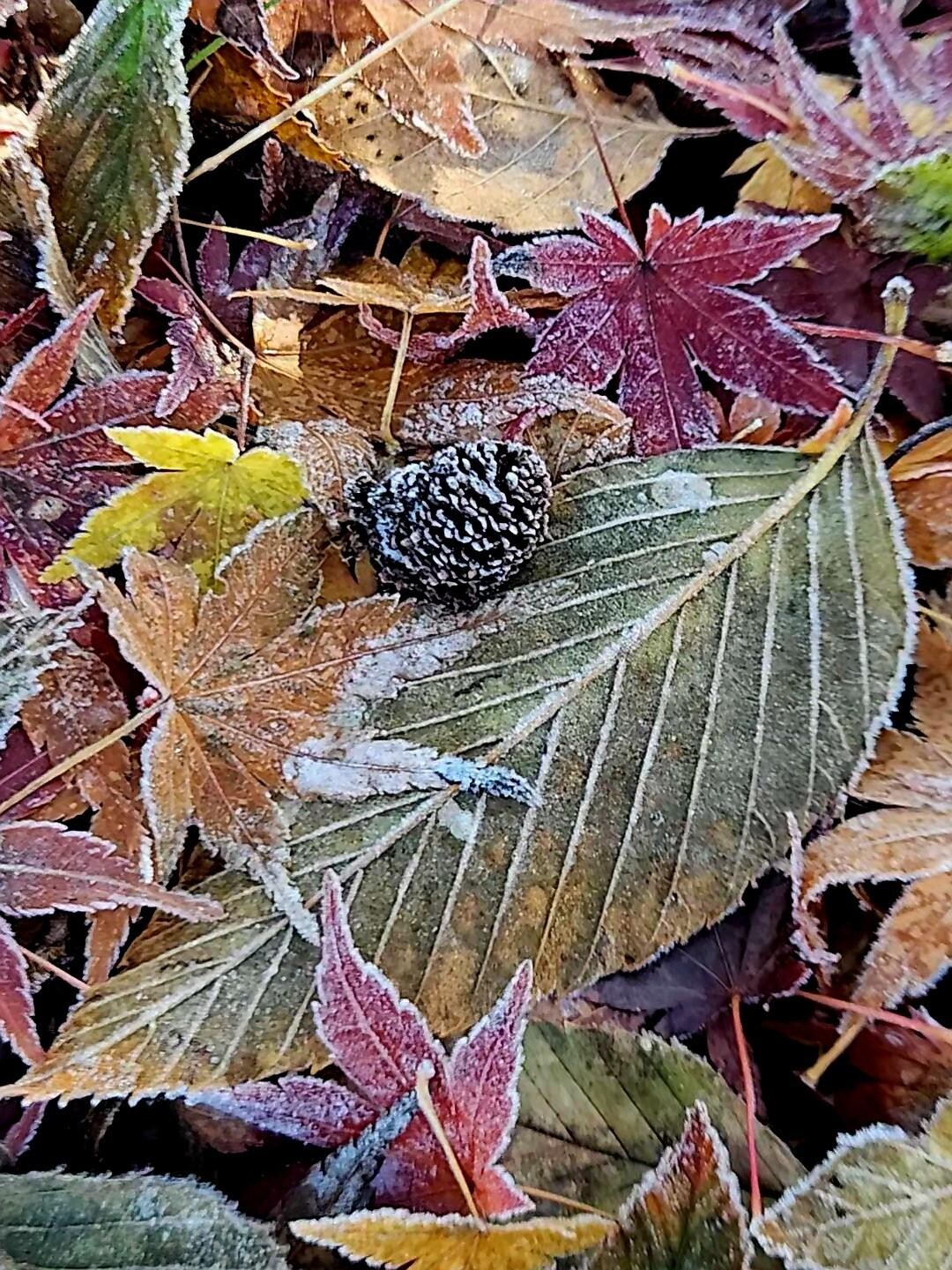 朝日山 / ぺんたBoyさんの朝日山の活動データ | YAMAP / ヤマップ