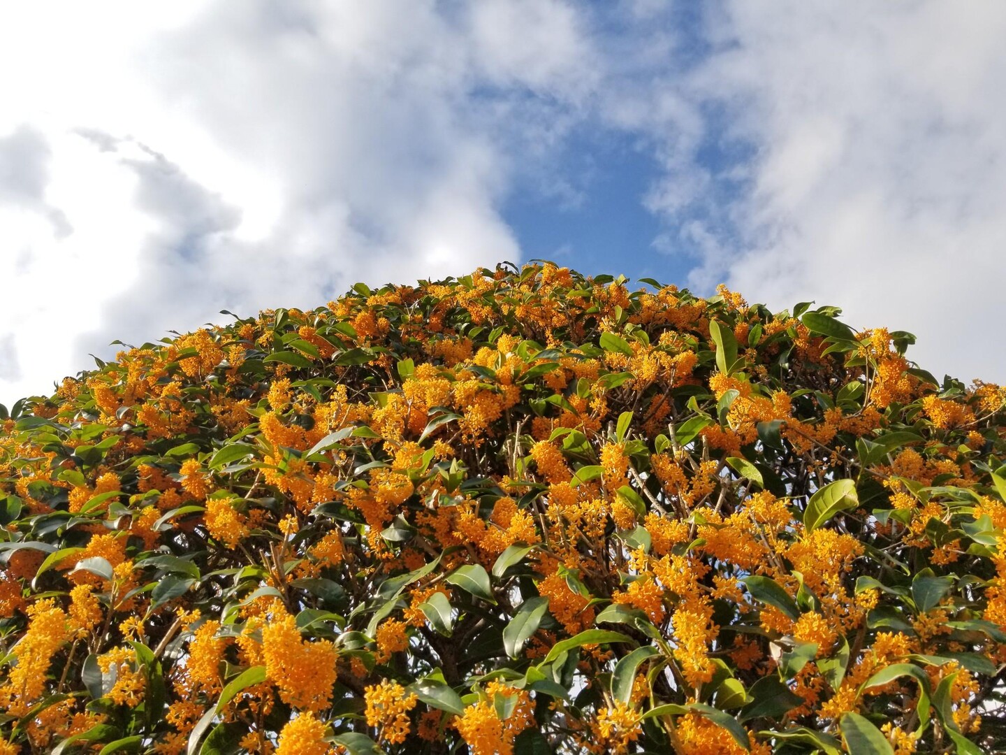 会議の帰り道に見上げたキンモクセイ山。満... / kankanさんのモーメント | YAMAP / ヤマップ
