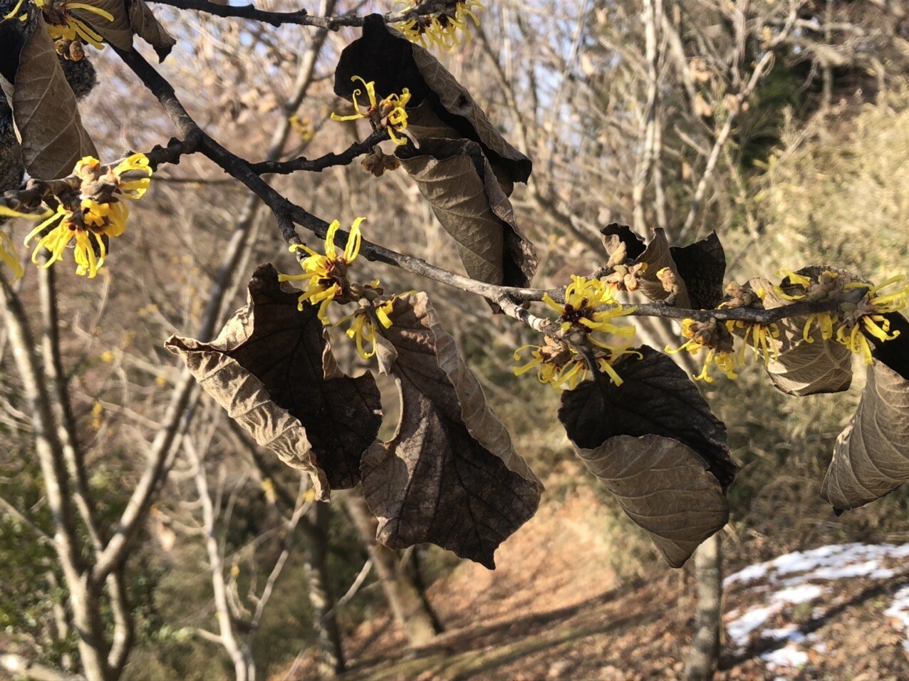 kazuyaさんの投稿したフィールドメモ | YAMAP / ヤマップ