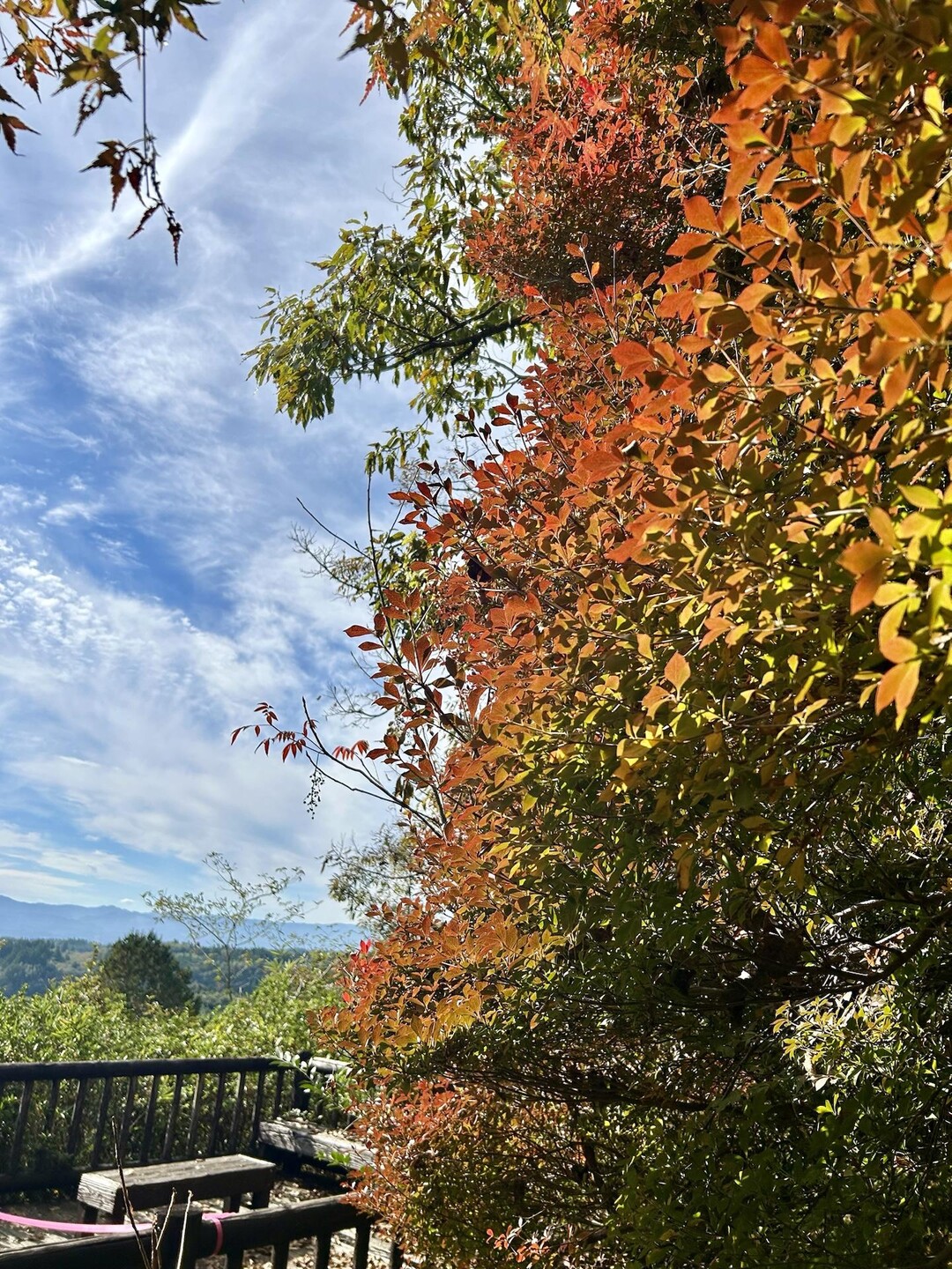 高山 / Chiekoさんの高山の活動データ | YAMAP / ヤマップ