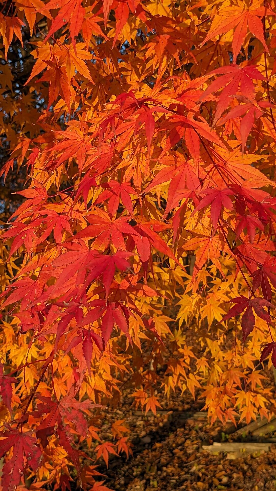 三ノ峠山 / TOSさんの鋸山・三ノ峠山・八方台の活動データ | YAMAP / ヤマップ