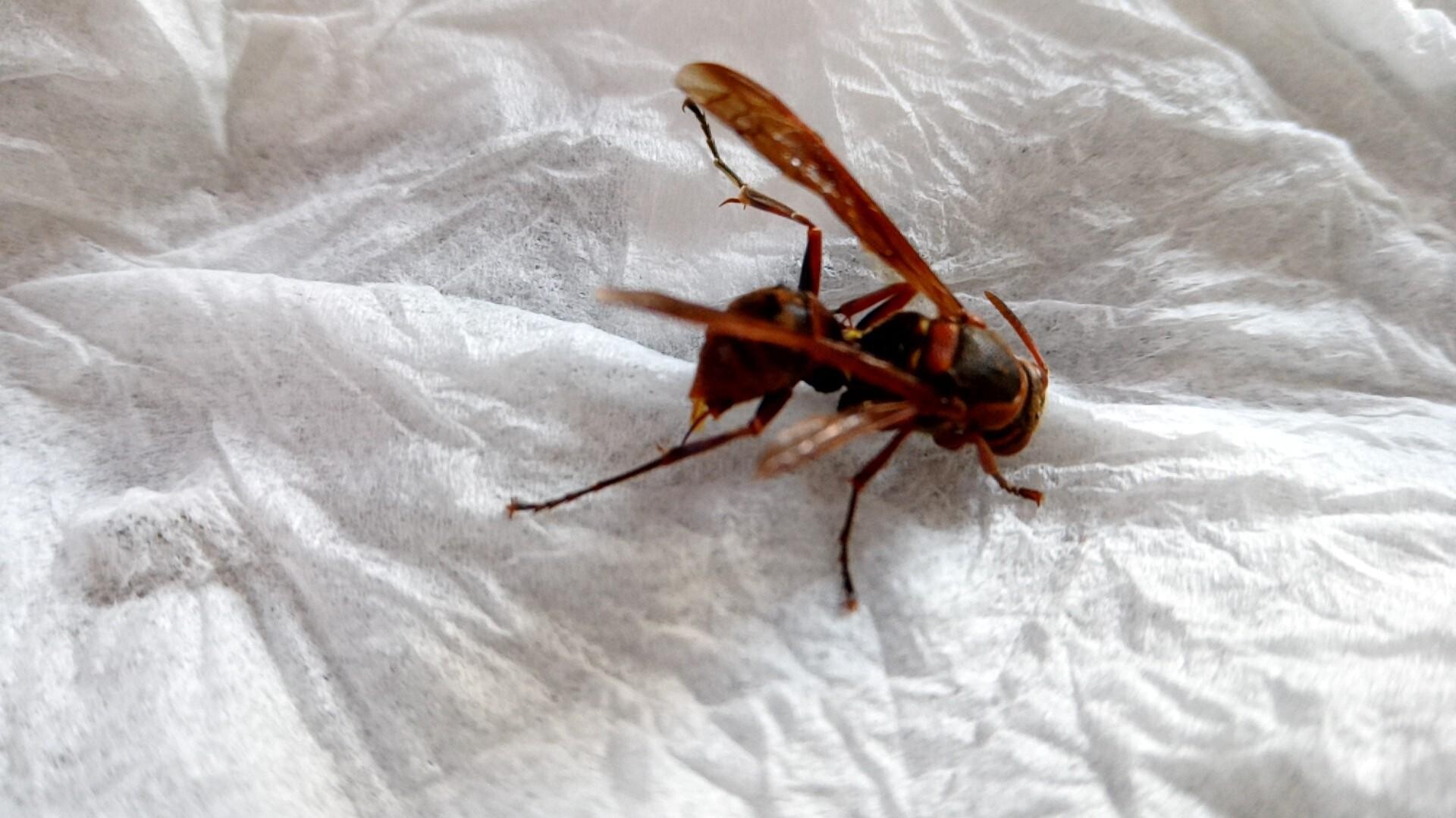 刺された〜〜😭 気をつけて〜〜😱 / 草もちさんのモーメント | YAMAP / ヤマップ