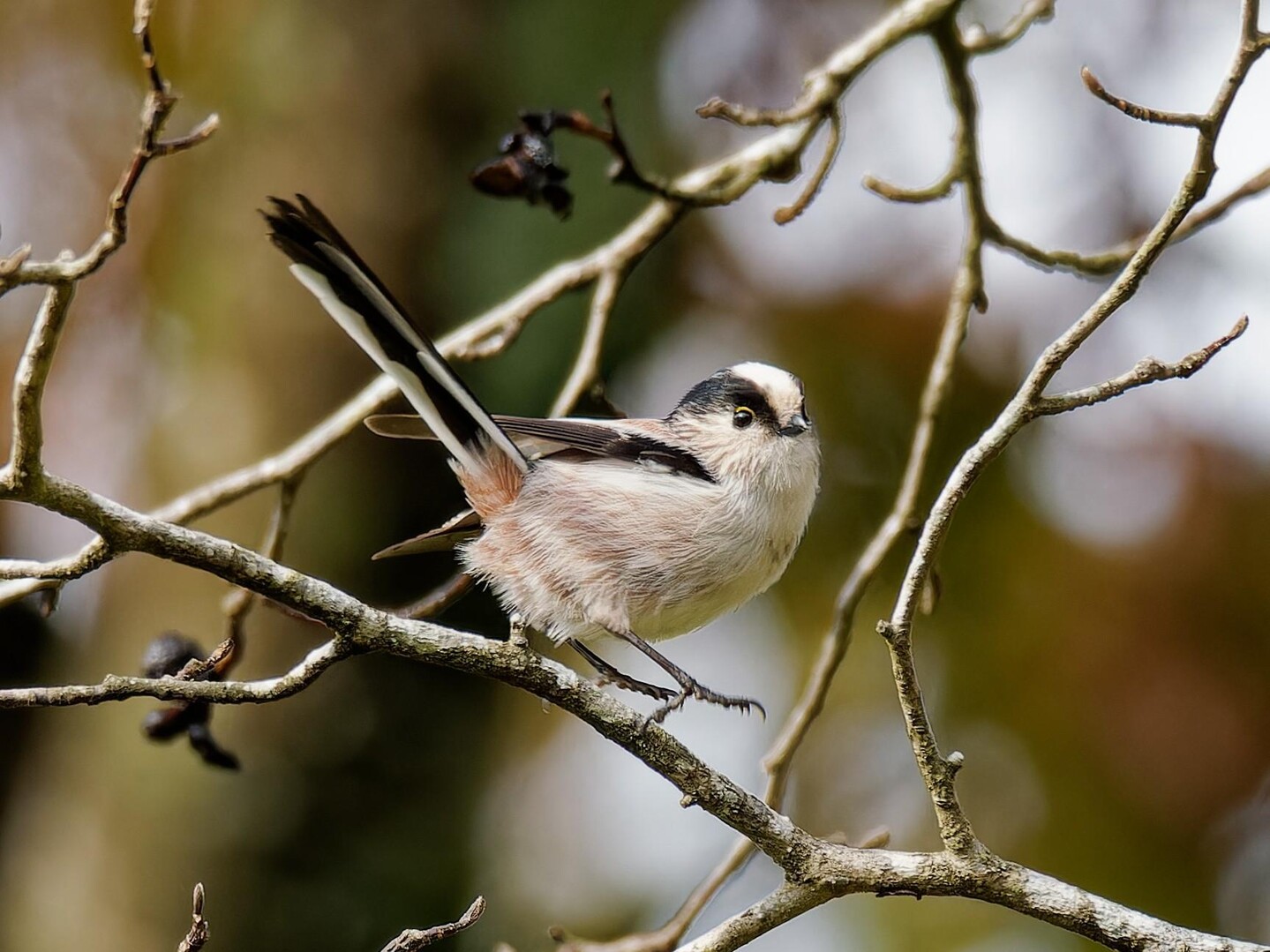 探鳥日記 Vol.15_2023年10月後半 / ふみさんの宇都宮市の活動データ | YAMAP / ヤマップ