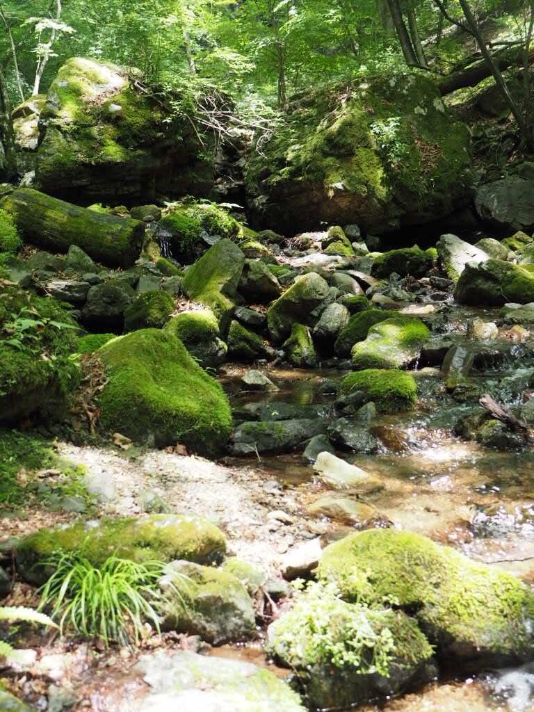 御岳山・奥の院峰 / Hiro.Pさんの大岳山・御岳山・御前山の活動データ | YAMAP / ヤマップ