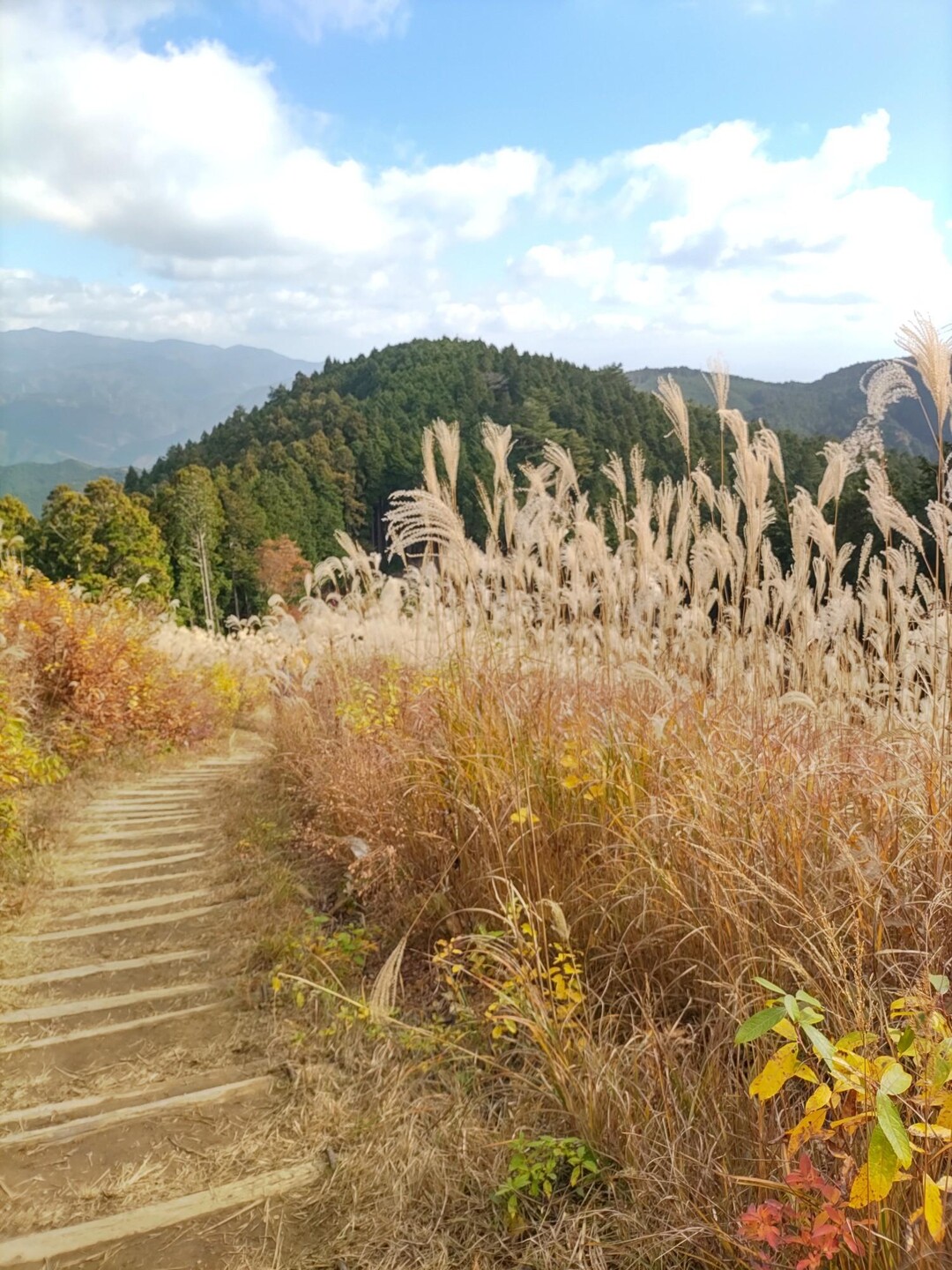 ススキ🌾綺麗かな⁉️😊（岩湧山） / keiAM60さんの岩湧山・一徳防山・三石山の活動データ | YAMAP / ヤマップ