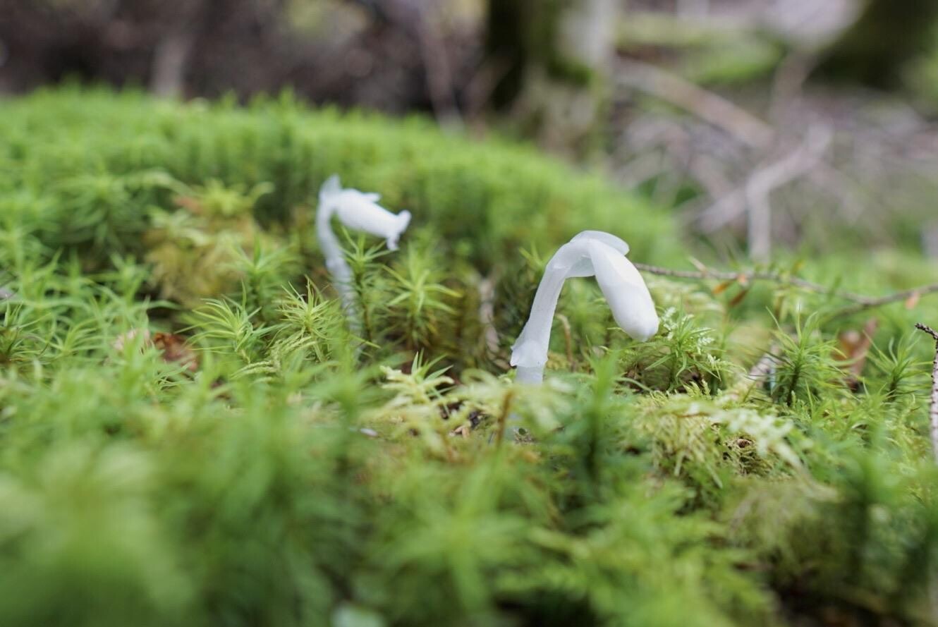 お久しぶりの投稿です。 今年はこっそり山... / Latteさんのモーメント | YAMAP / ヤマップ