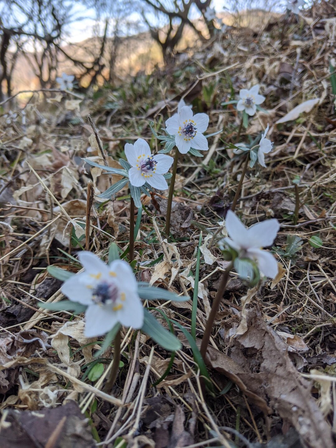 2月中旬 大鳥屋山→四季の森星野 セツブ... / YOLOさんのモーメント | YAMAP / ヤマップ