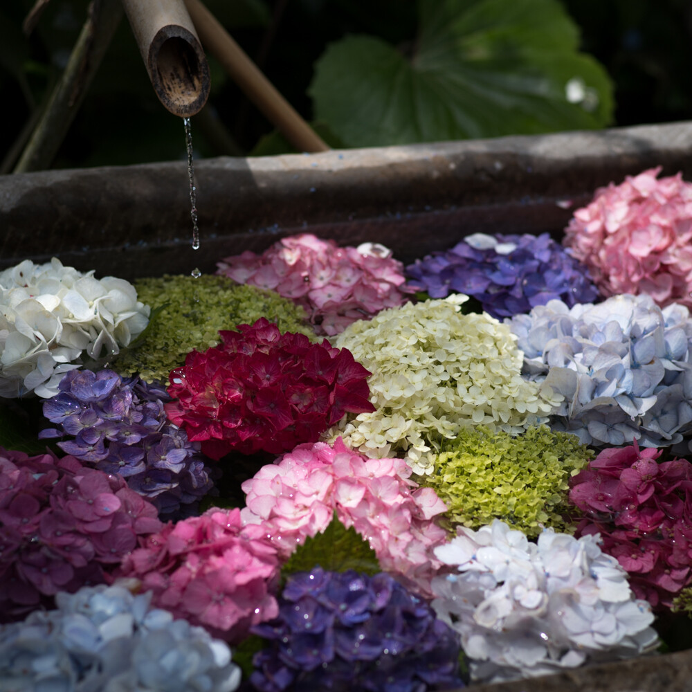 今日はくもり空 こんな日は紫陽花がしっと... / ＊gran＊さんのモーメント | YAMAP / ヤマップ