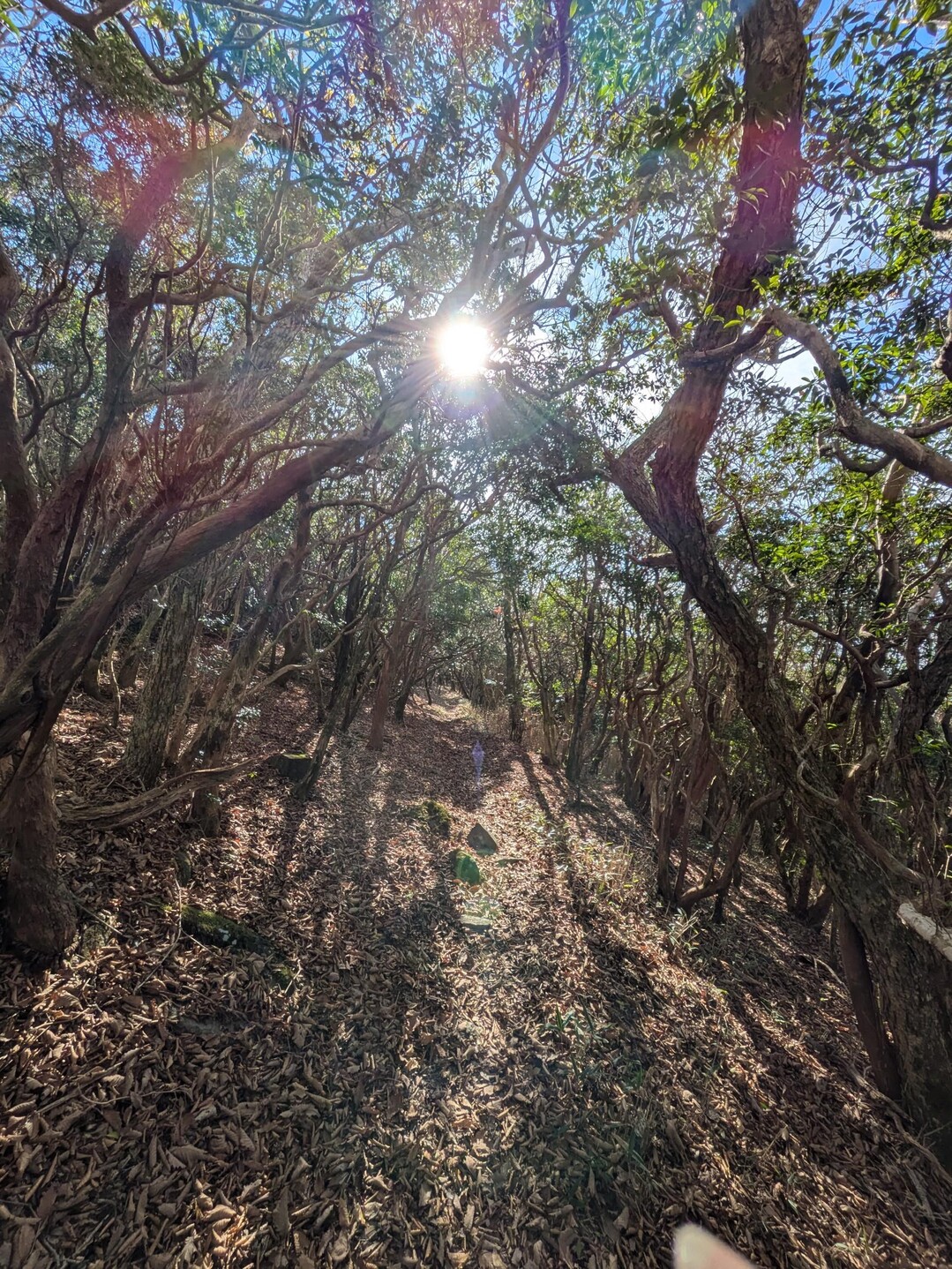 大矢岳・大矢野岳 / chihoさんの俵山・冠ヶ岳・清栄山の活動データ | YAMAP / ヤマップ
