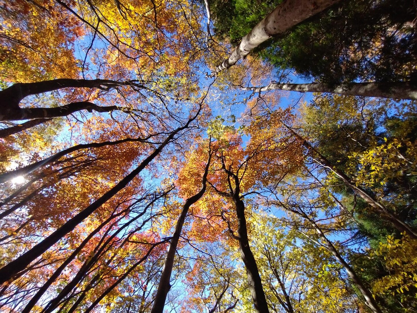 梅尾ってナニ⁉️ / HAYATEさんの桧塚奥峰・明神岳・薊岳の活動データ | YAMAP / ヤマップ