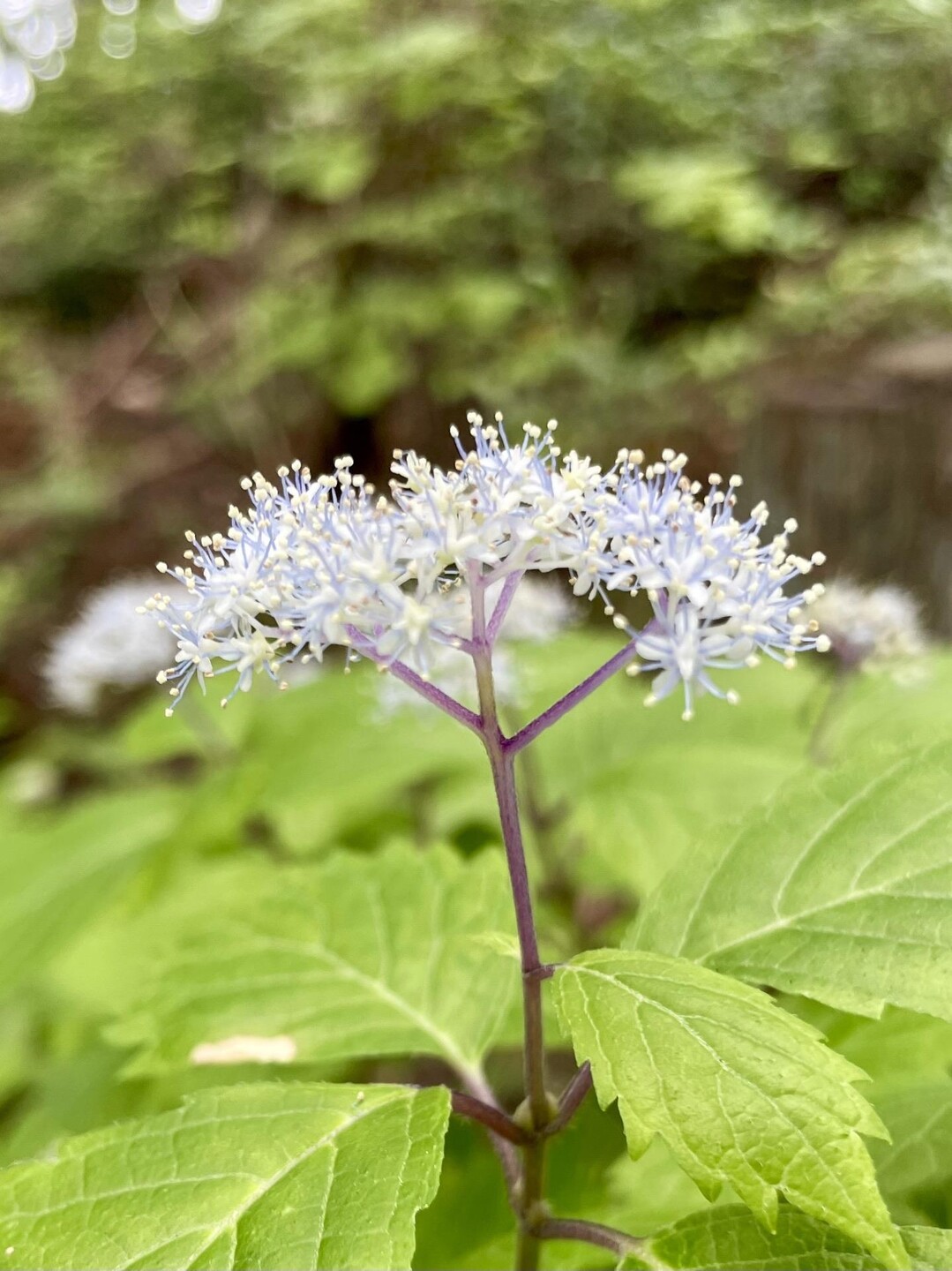 浅間嶺〜払沢の滝 / CHIEsさんの浅間嶺・松生山の活動データ | YAMAP / ヤマップ