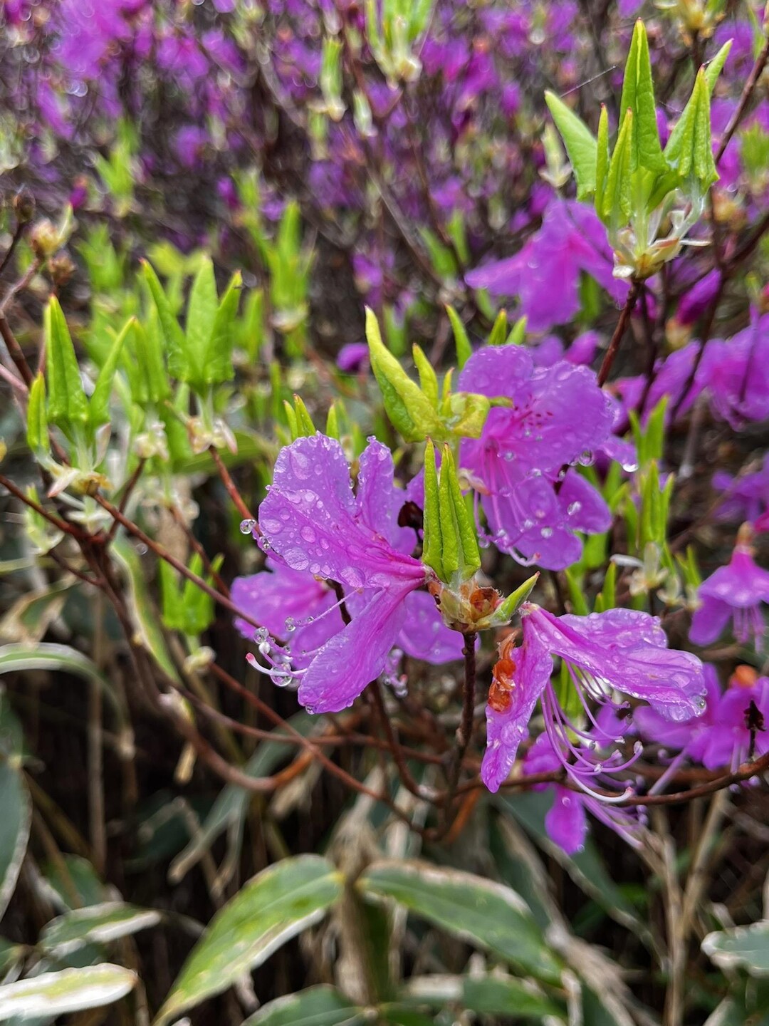 井原山パトロール part3 / noricoさんの雷山・井原山の活動データ | YAMAP / ヤマップ